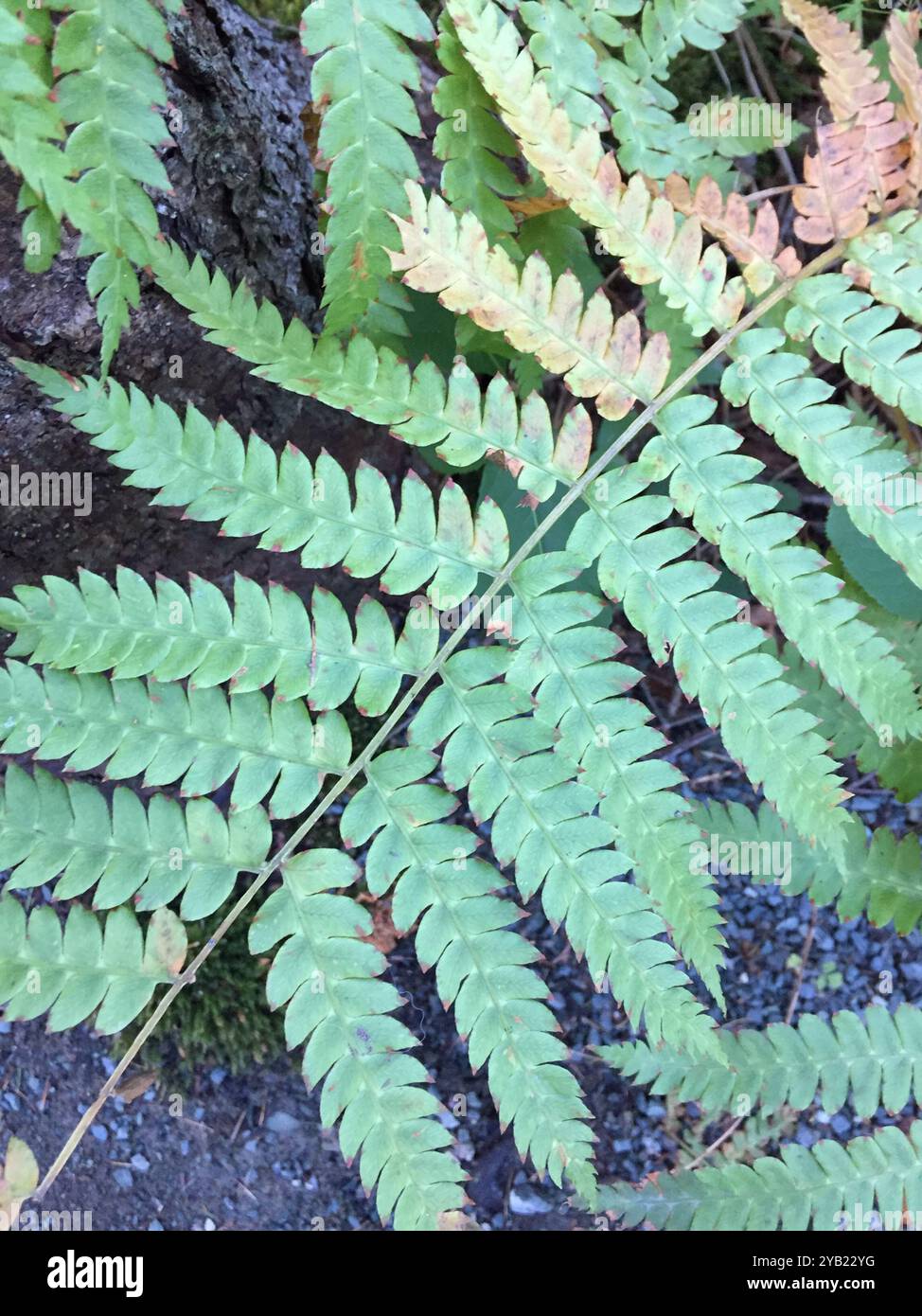 cinnamon fern (Osmundastrum cinnamomeum) Plantae Stock Photo - Alamy