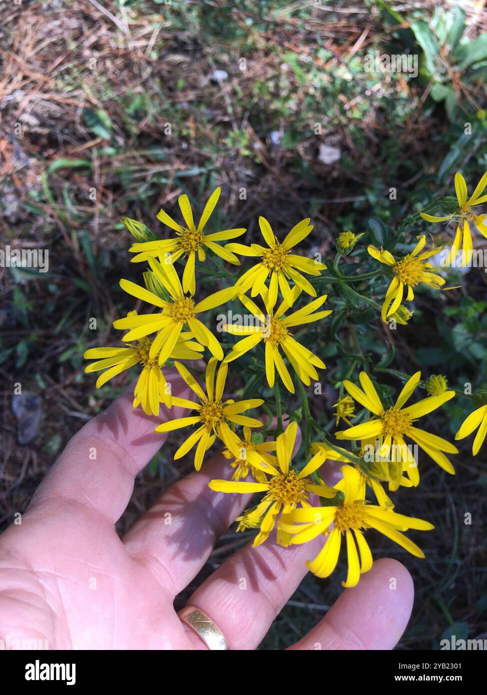 Maryland golden-aster (Chrysopsis mariana) Plantae Stock Photo - Alamy