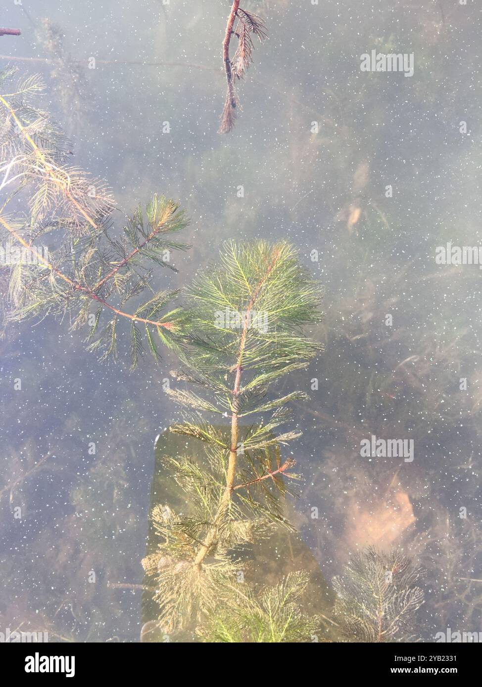 Eurasian water-milfoil (Myriophyllum spicatum) Plantae Stock Photo - Alamy