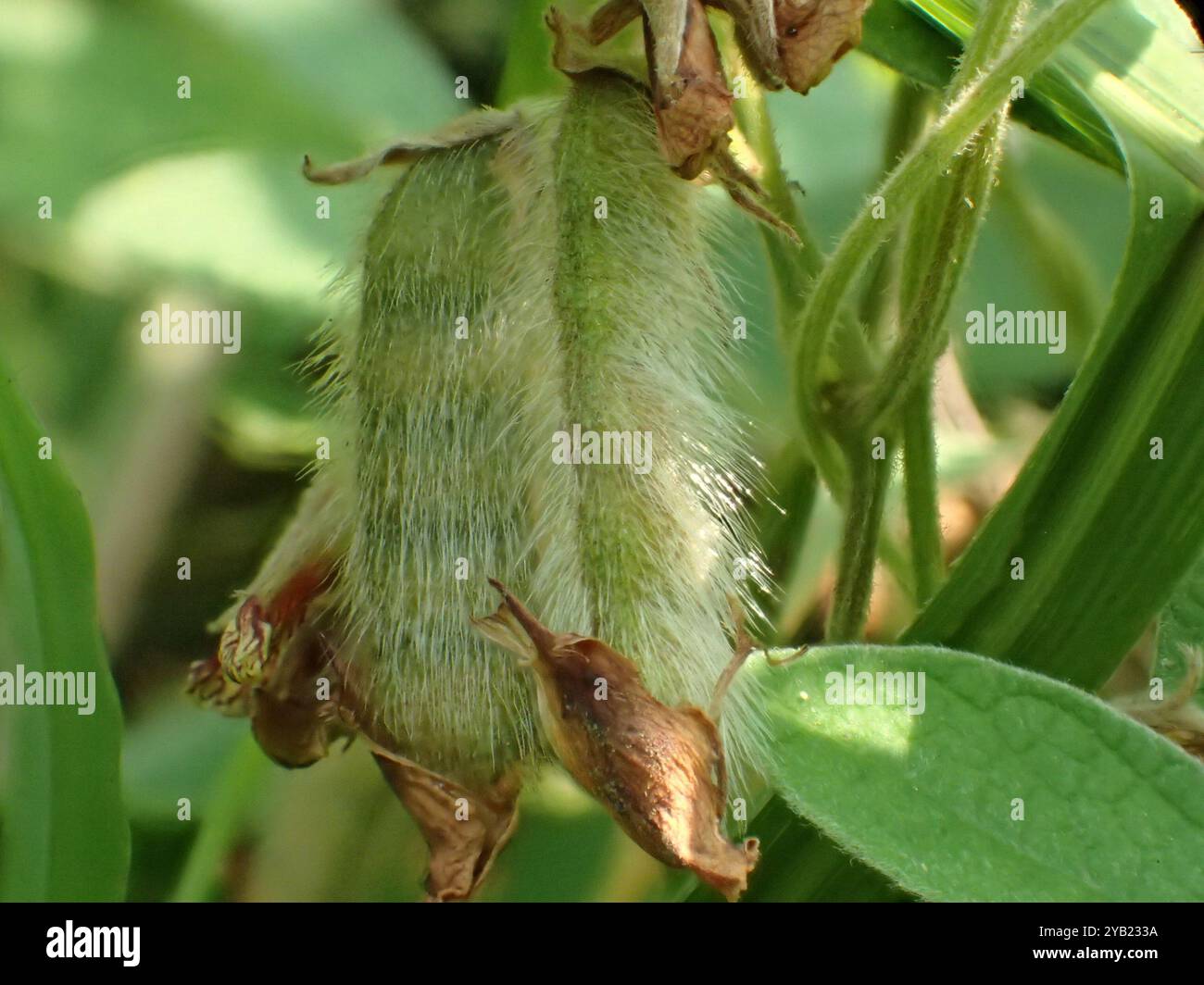 Showy Pigeonpea (Cajanus scarabaeoides) Plantae Stock Photo - Alamy