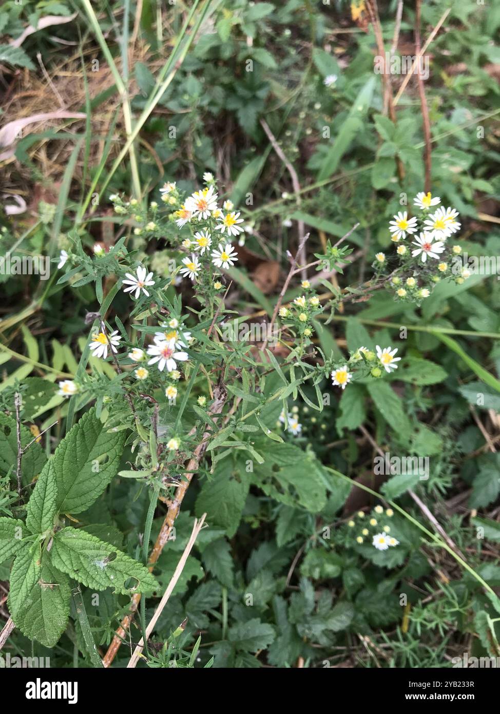 white heath aster (Symphyotrichum ericoides) Plantae Stock Photo - Alamy