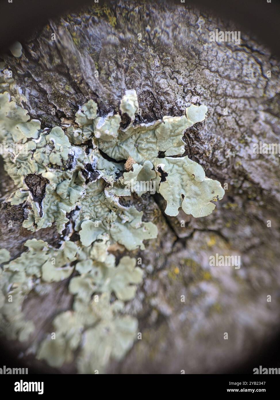 typical shield lichens (Parmelioideae) Fungi Stock Photo - Alamy