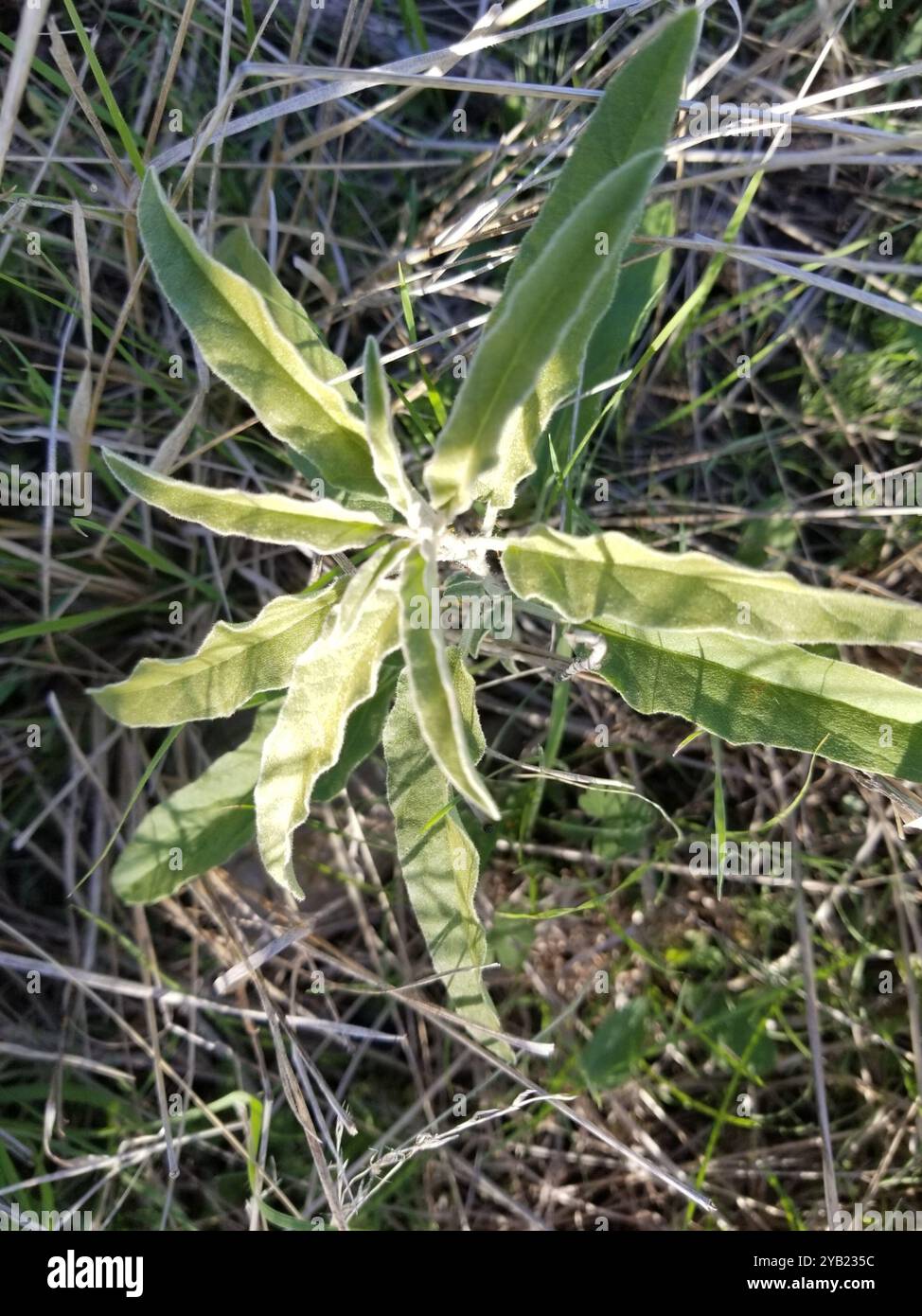 silverleaf nightshade (Solanum elaeagnifolium) Plantae Stock Photo - Alamy