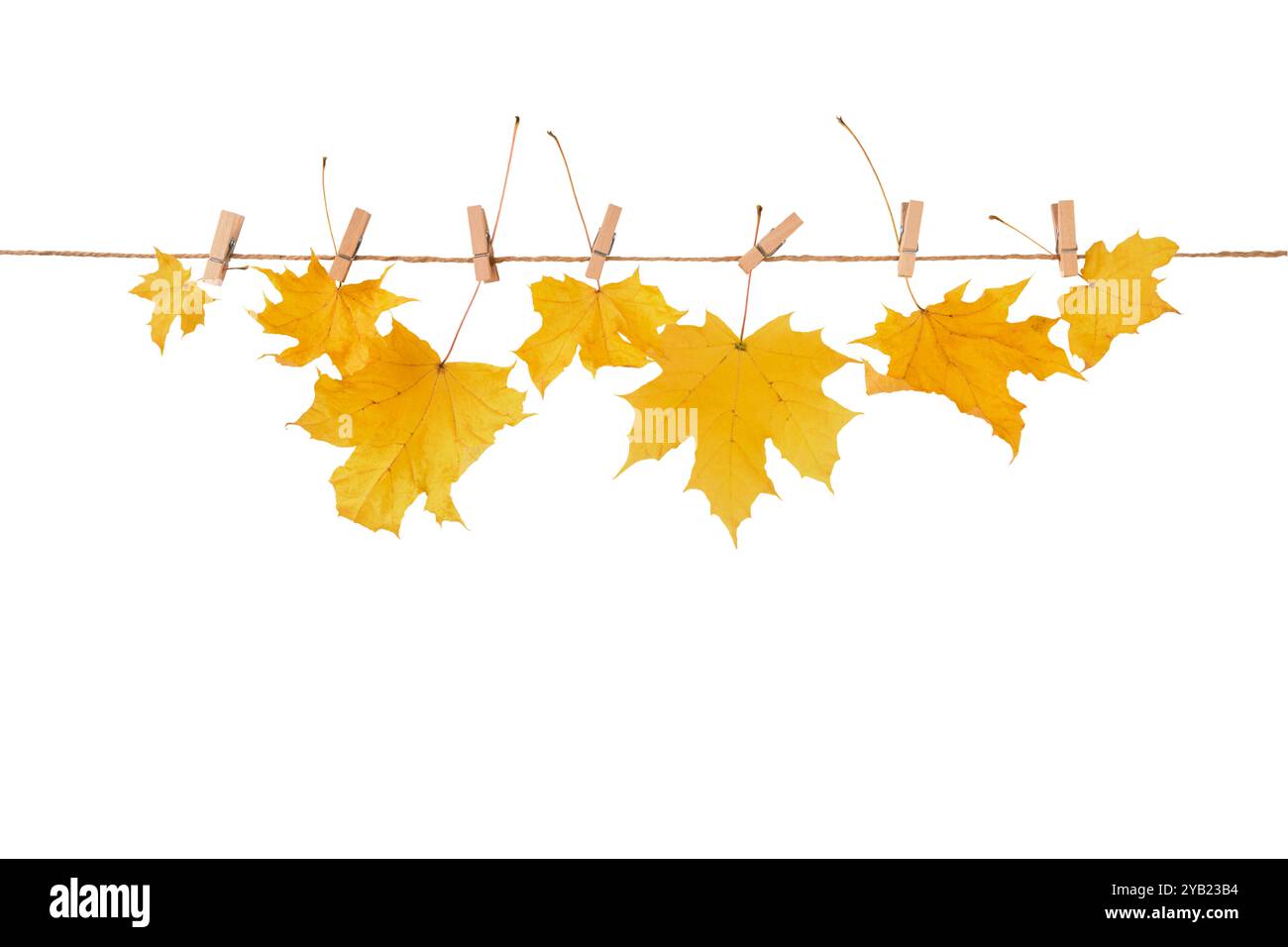 Set of maple leaves hanging on rope attached with clothespin isolated ...