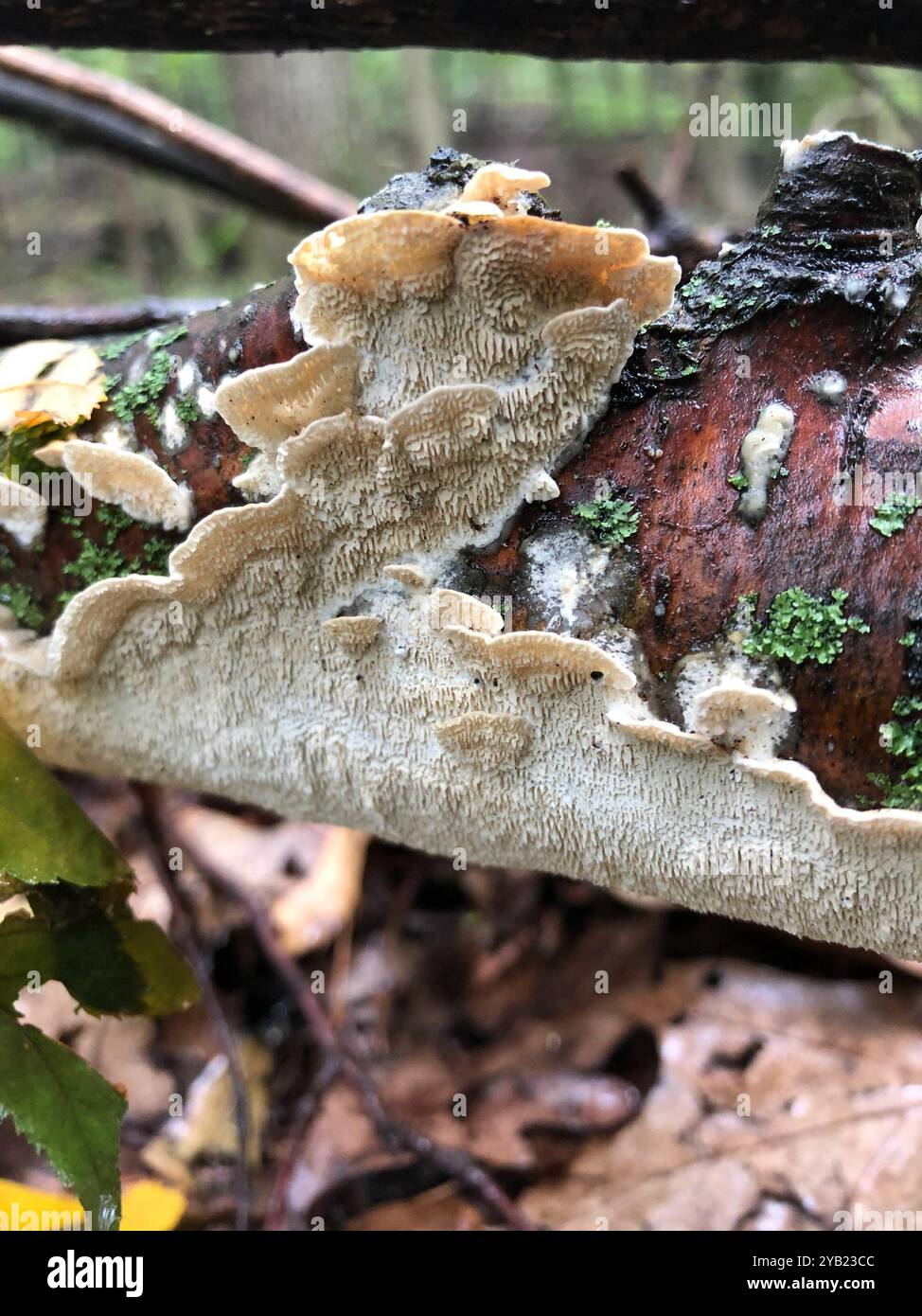 Milk-white Toothed Polypore (Irpex lacteus) Fungi Stock Photo - Alamy