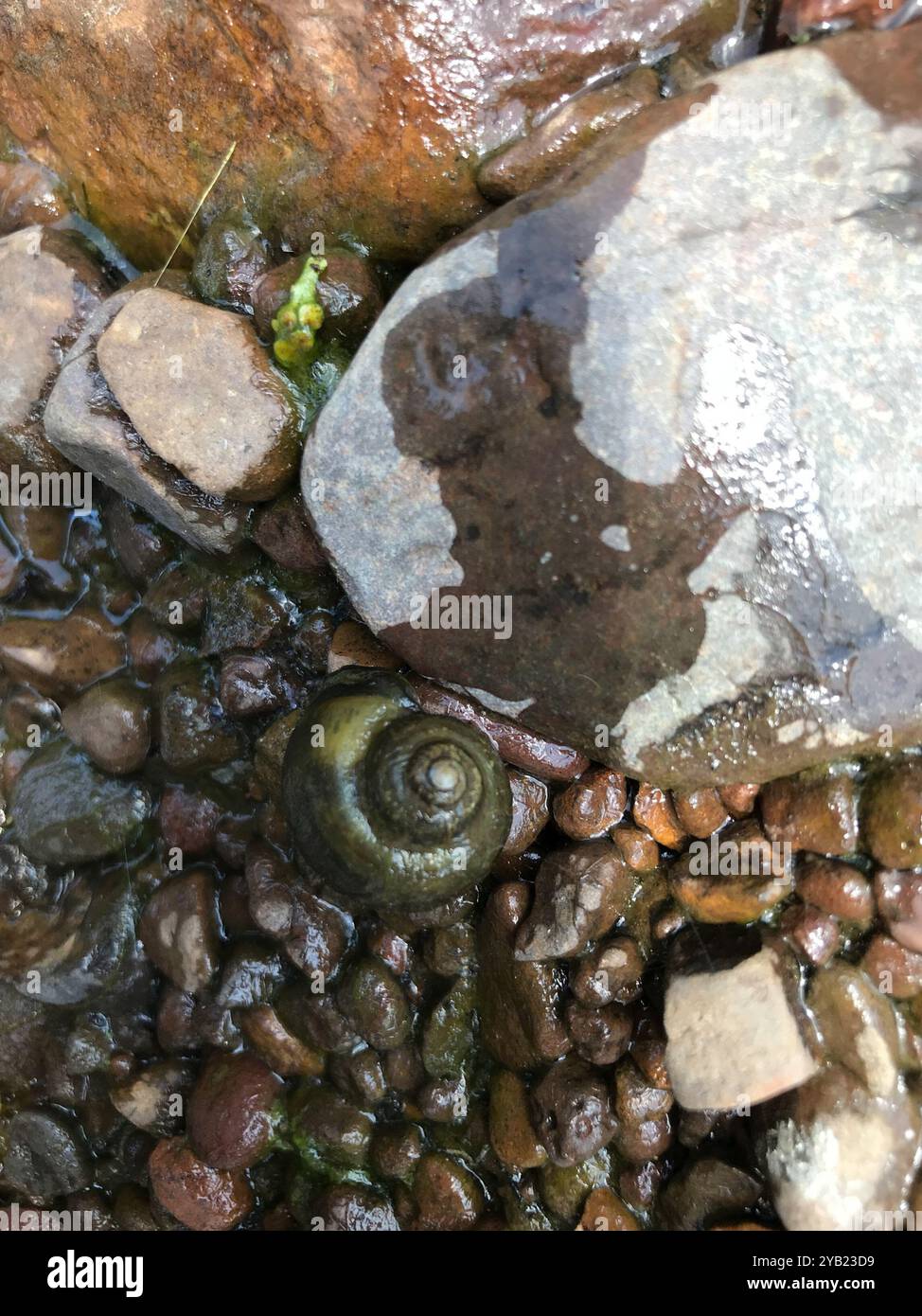 Common Apple Snails (Pomacea) Mollusca Stock Photo - Alamy