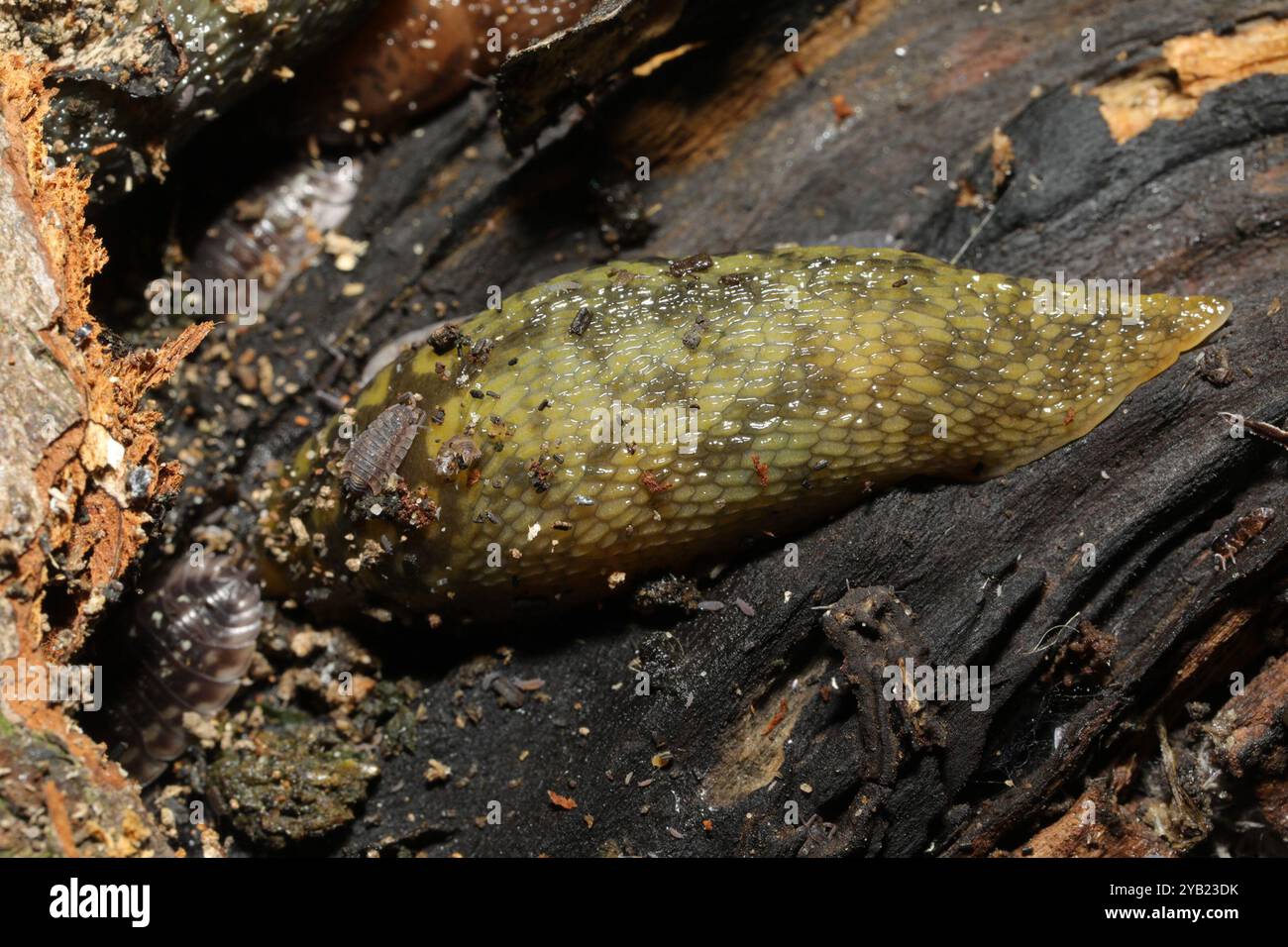 Green Cellar Slug (Limacus maculatus) Mollusca Stock Photo - Alamy