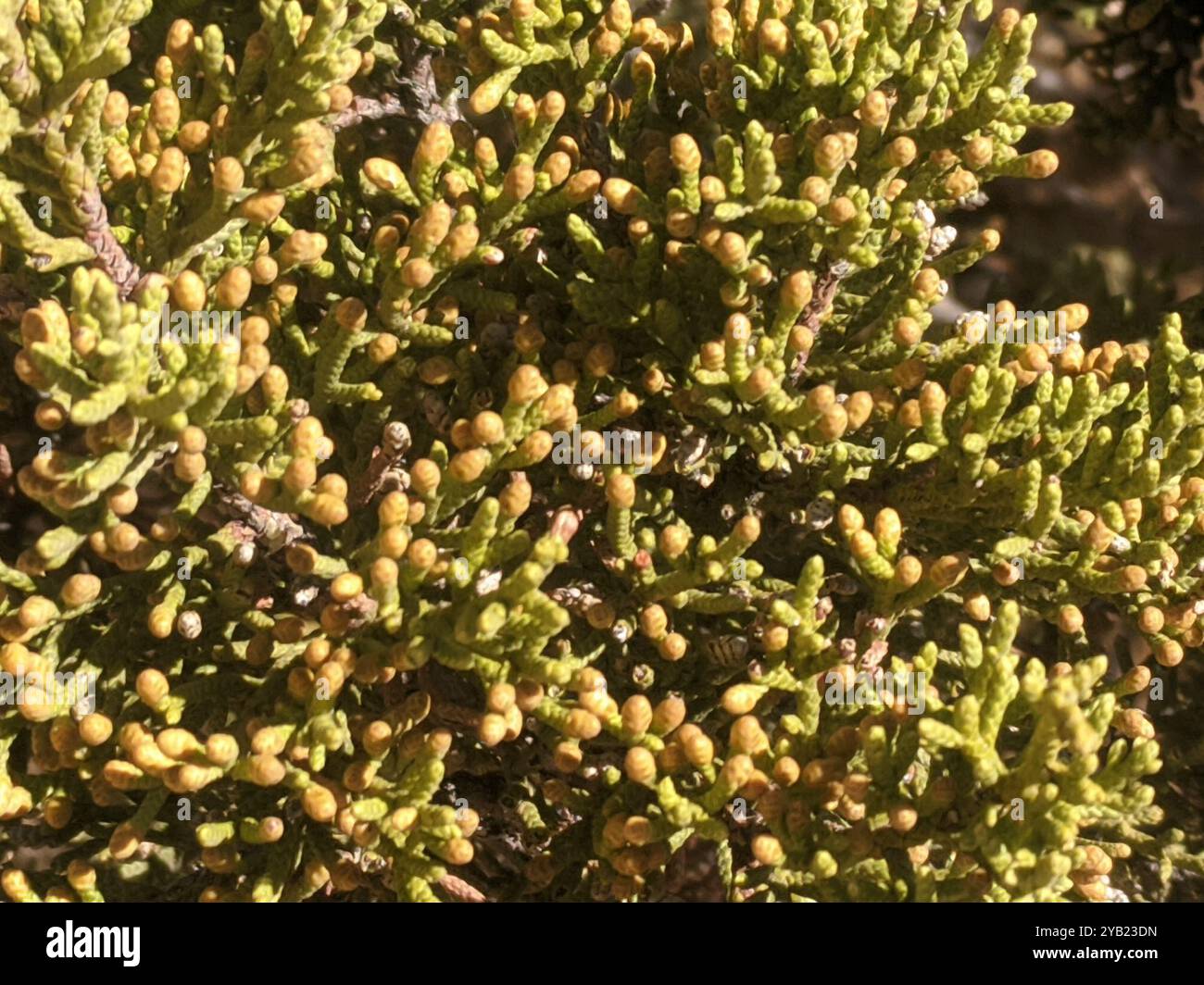 California juniper (Juniperus californica) Plantae Stock Photo - Alamy
