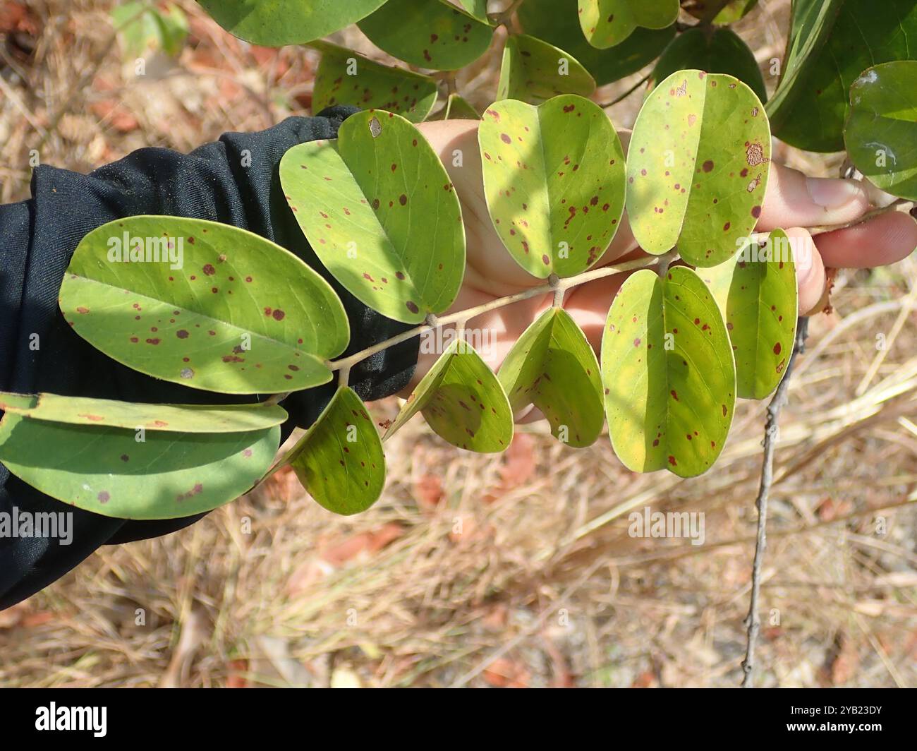 (Connarus suberosus) Plantae Stock Photo - Alamy