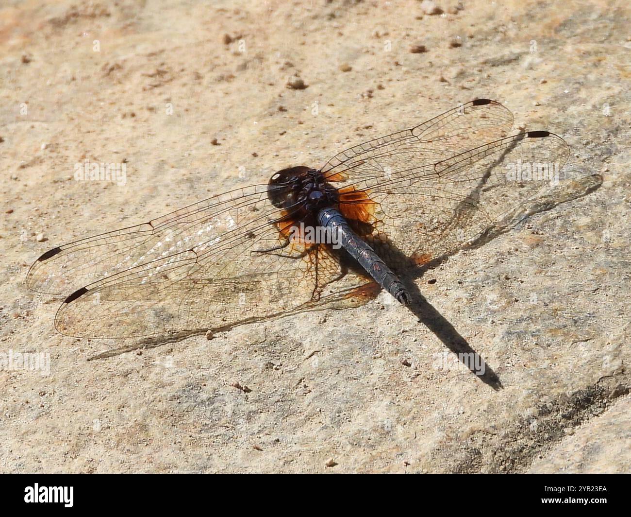 Indigo Dropwing (Trithemis festiva) Insecta Stock Photo - Alamy