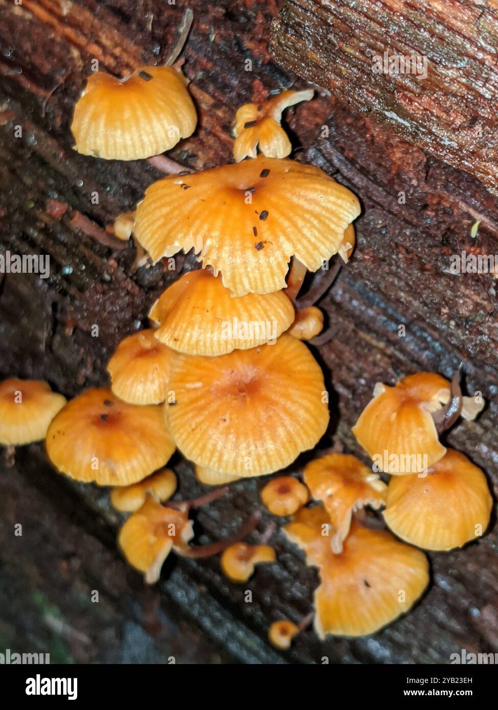 Pinewood Gingertail (Xeromphalina campanella) Fungi Stock Photo - Alamy
