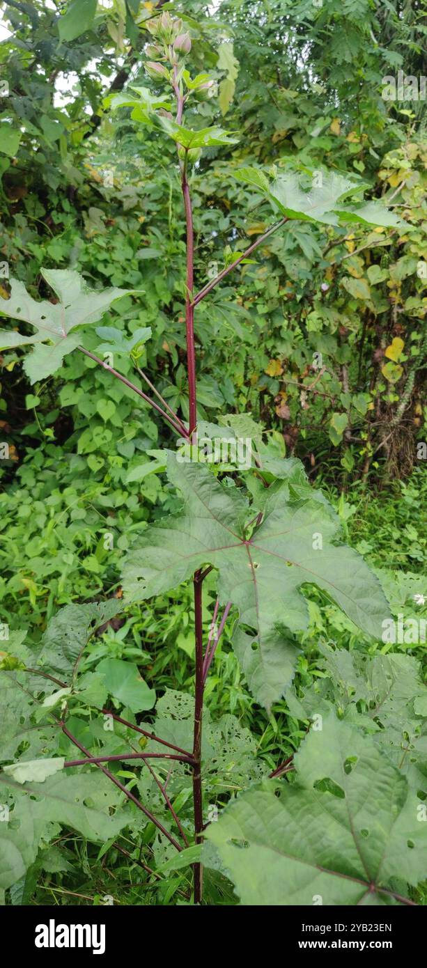 Aibika (Abelmoschus manihot) Plantae Stock Photo - Alamy
