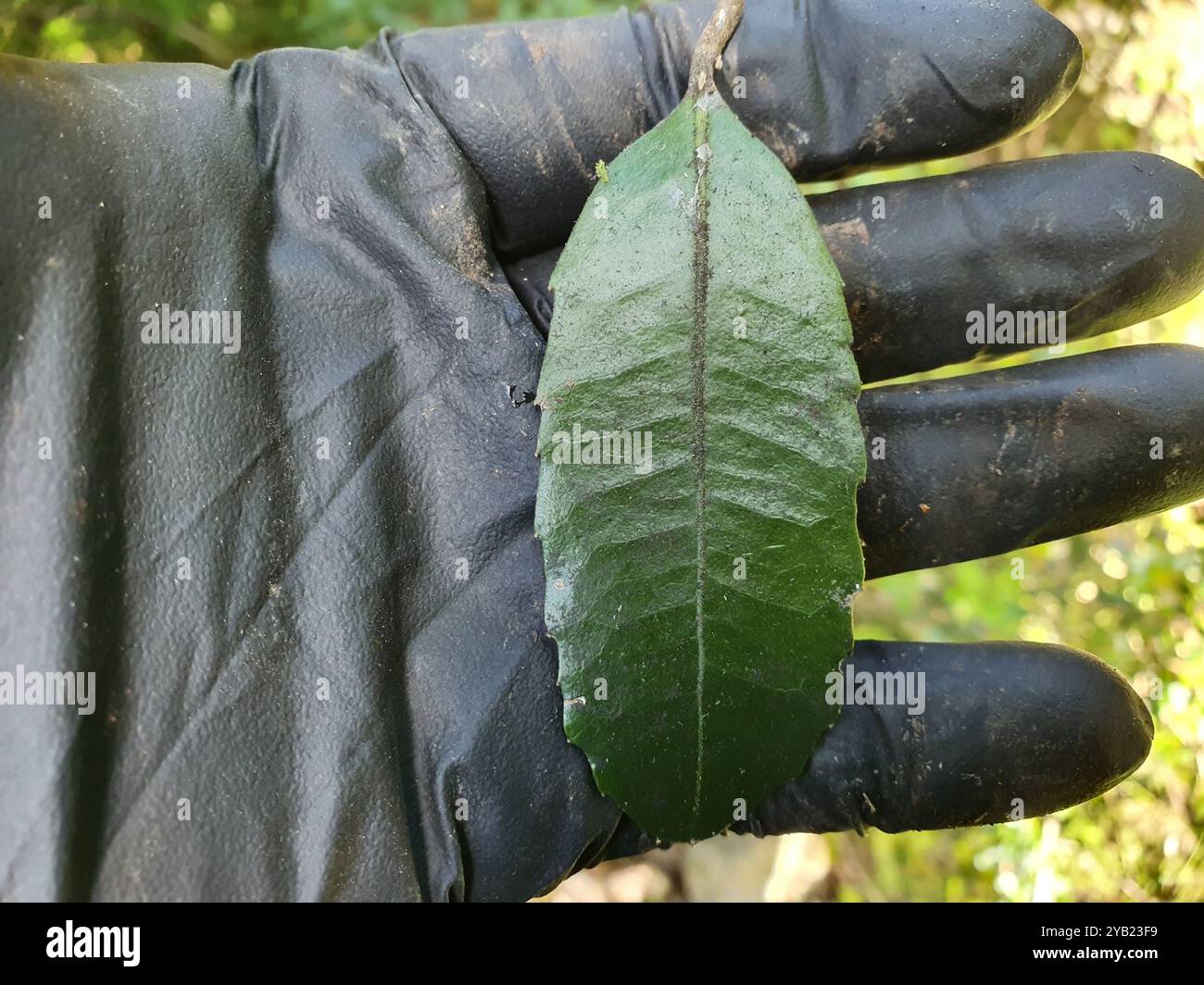 Pigeonwood (Hedycarya arborea) Plantae Stock Photo - Alamy