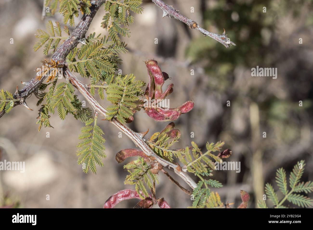 catclaw mimosa (Mimosa aculeaticarpa) Plantae Stock Photo - Alamy