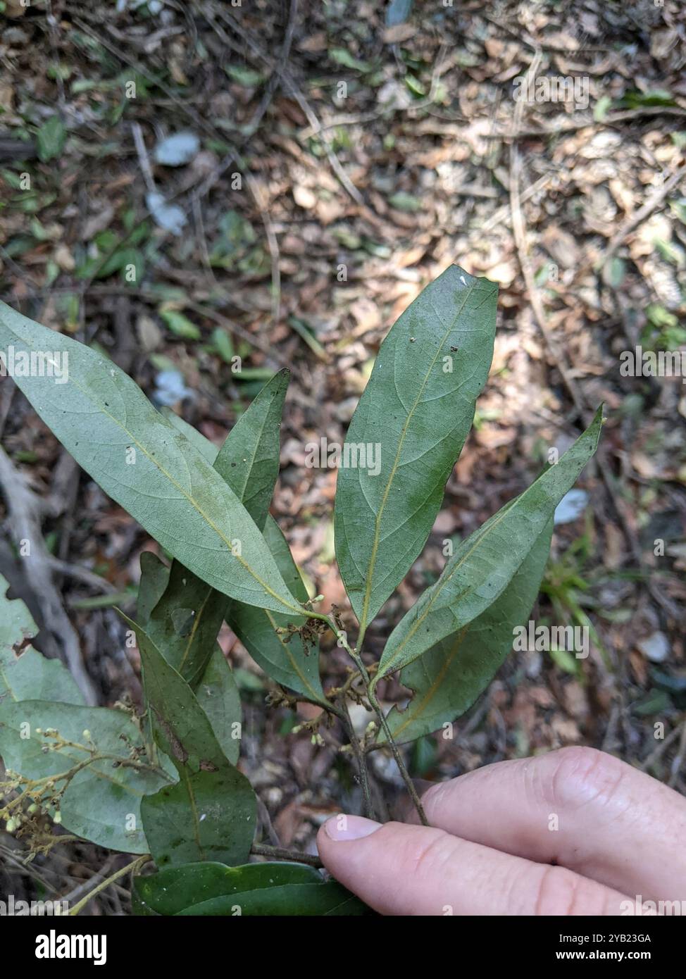 jackwood (Cryptocarya glaucescens) Plantae Stock Photo - Alamy