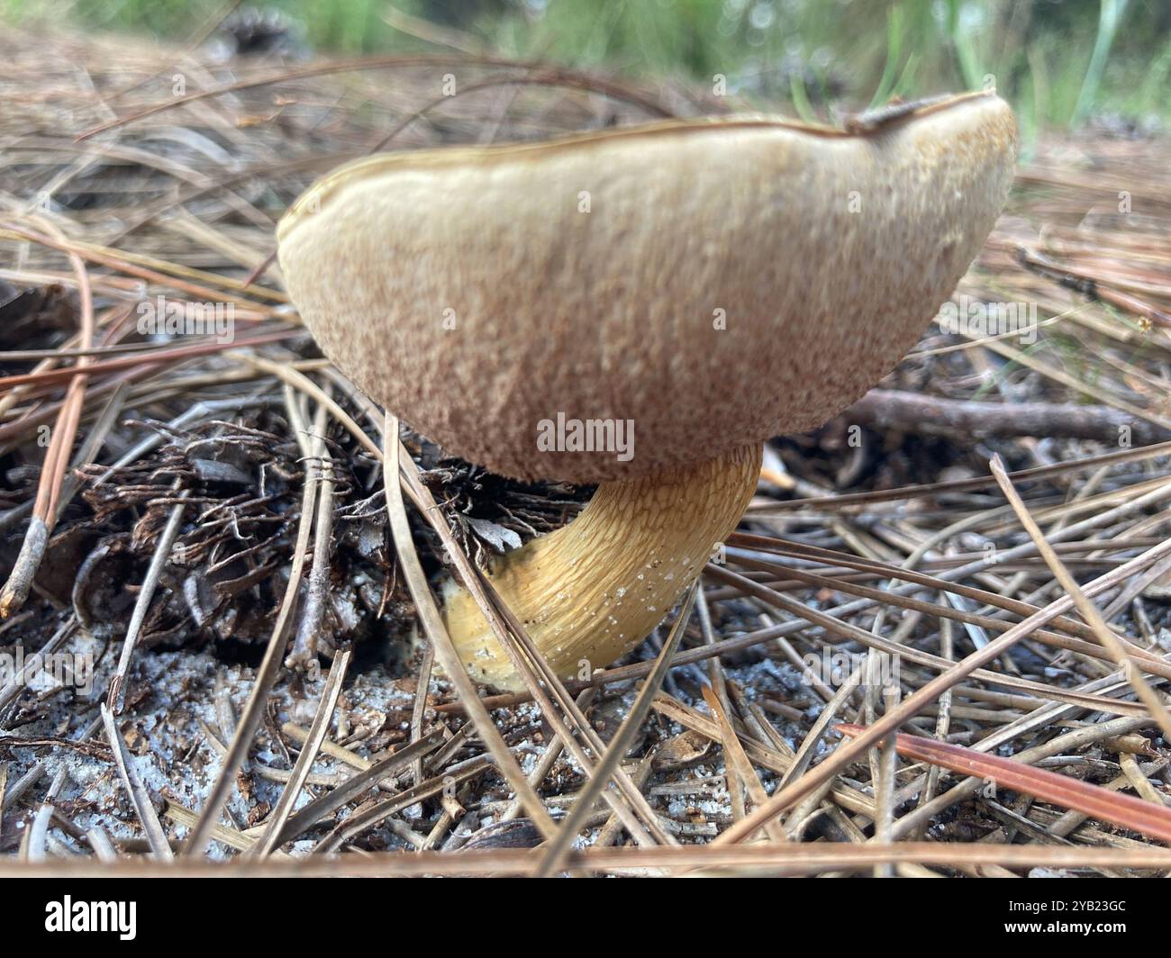 boletes (Boletaceae) Fungi Stock Photo - Alamy
