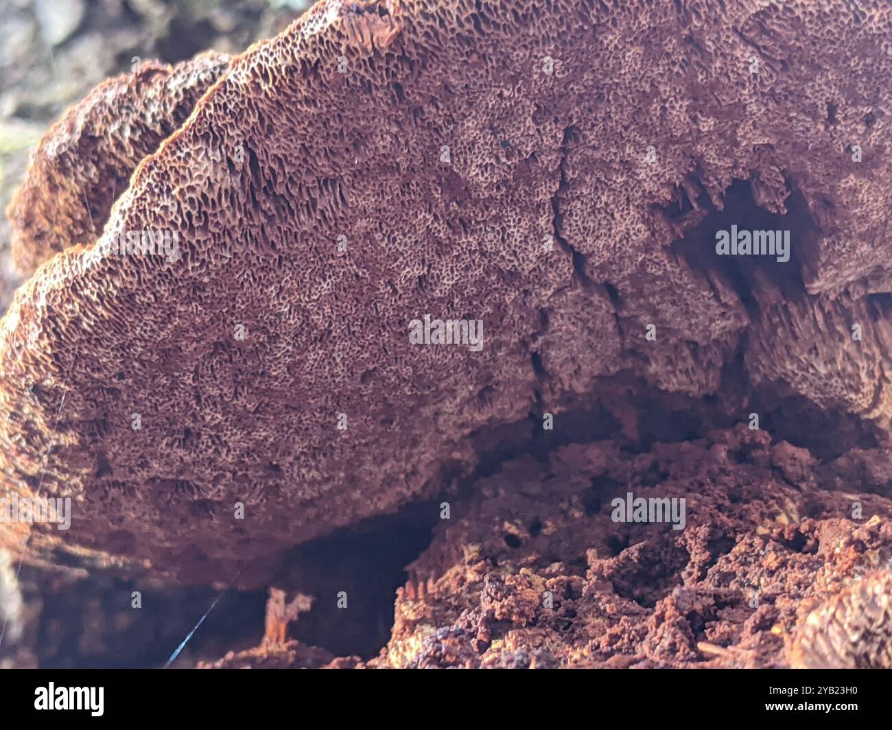 Shaggy Bracket (Inonotus hispidus) Fungi Stock Photo - Alamy