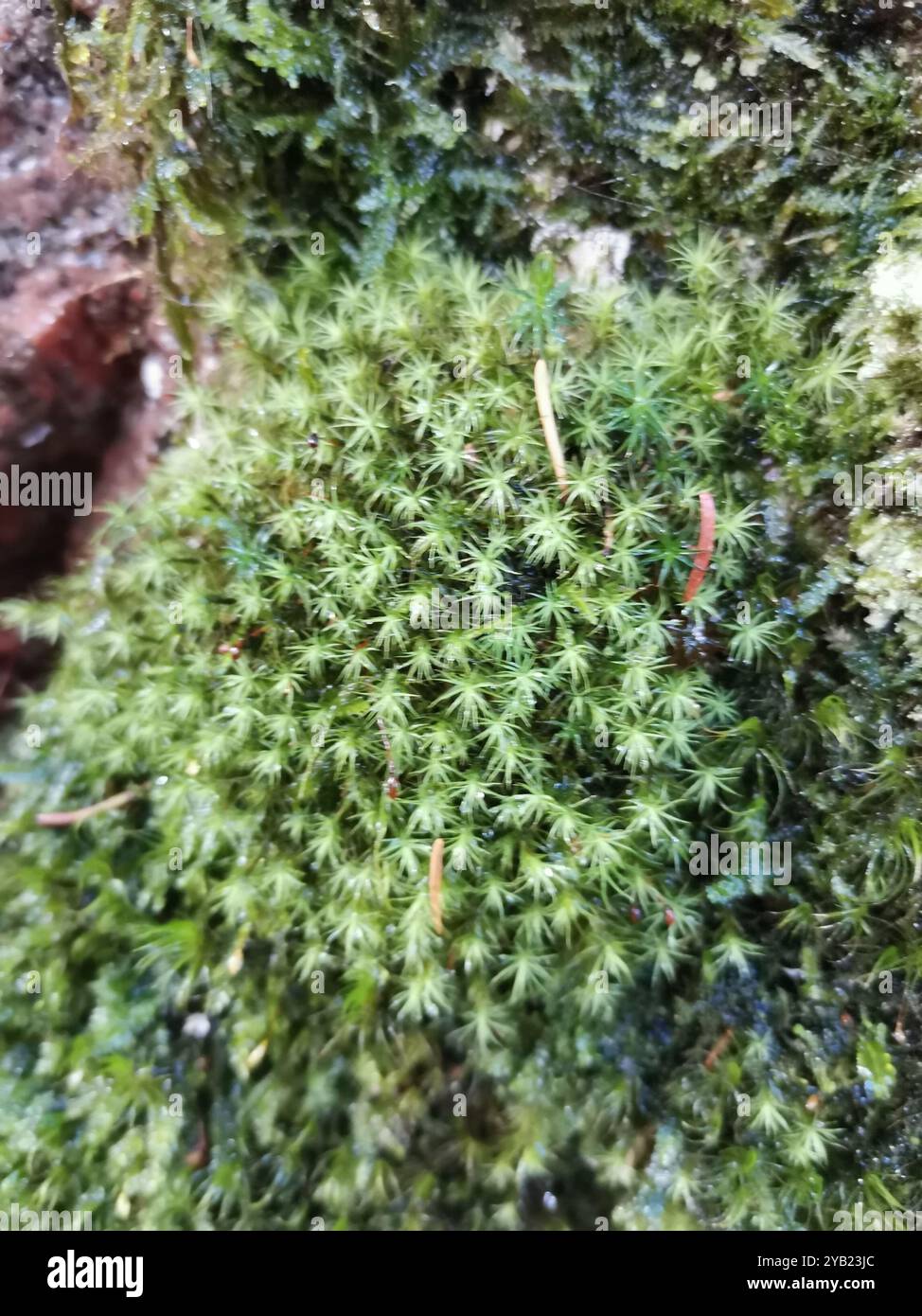 Common Apple-moss (Bartramia pomiformis) Plantae Stock Photo - Alamy