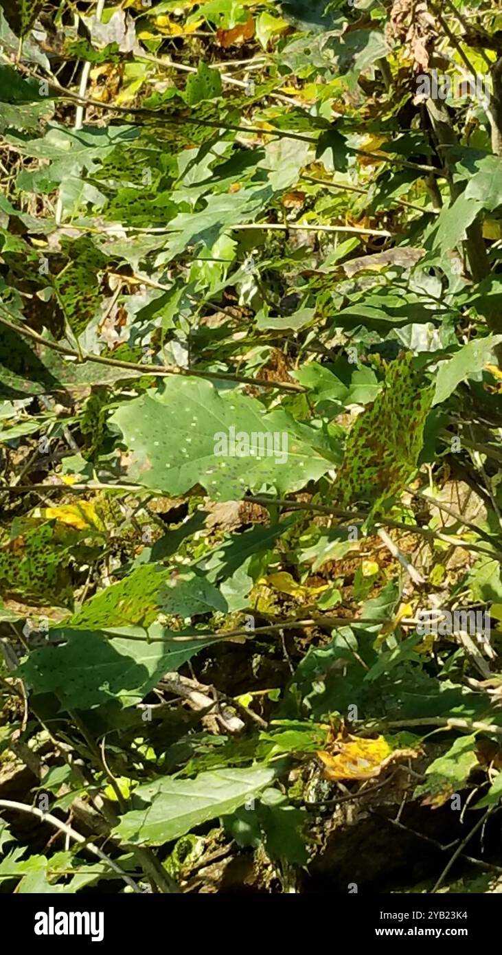 pale Indian plantain (Arnoglossum atriplicifolium) Plantae Stock Photo ...