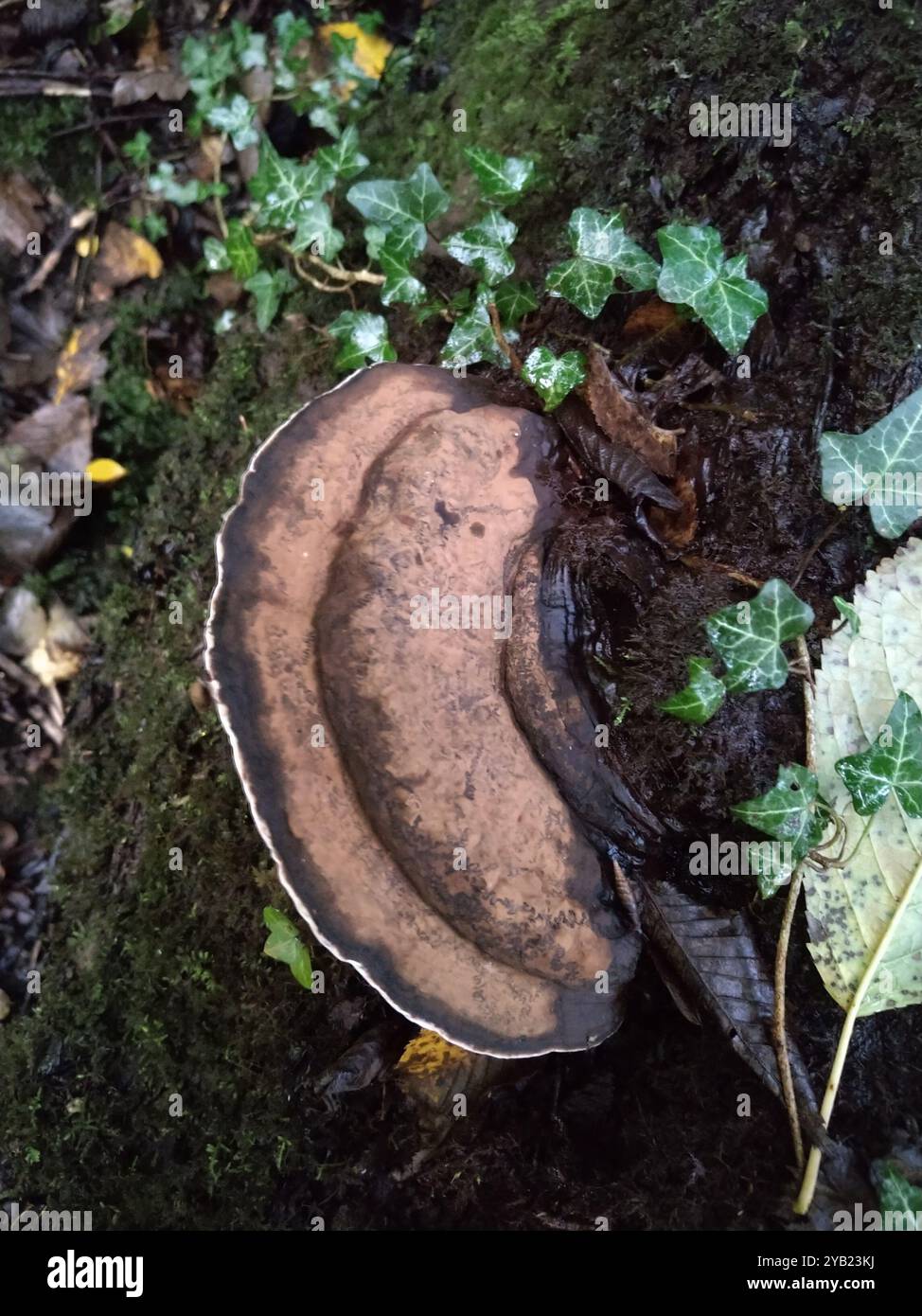 artist's bracket (Ganoderma applanatum) Fungi Stock Photo - Alamy