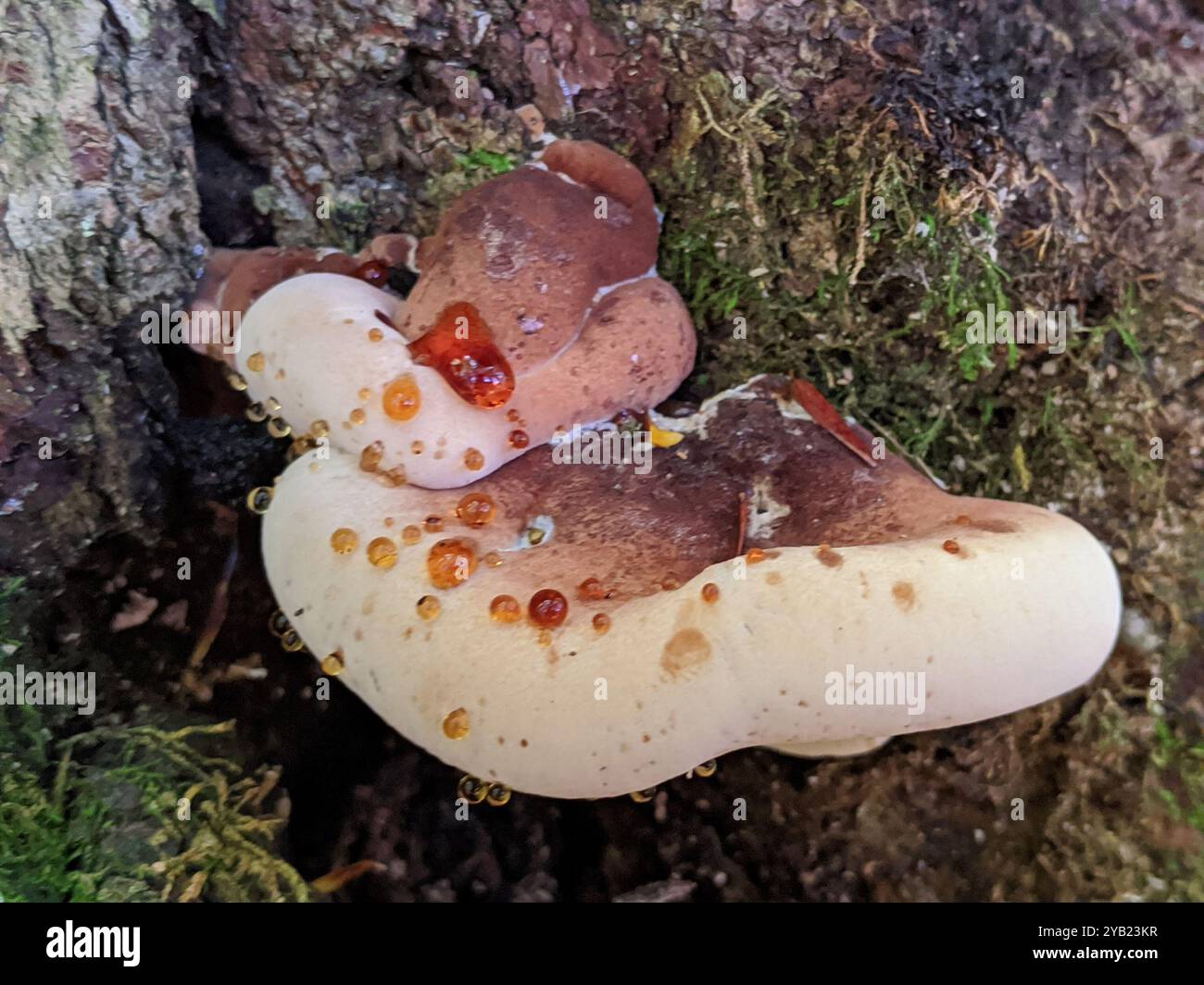Resinous Polypore (Ischnoderma resinosum) Fungi Stock Photo - Alamy