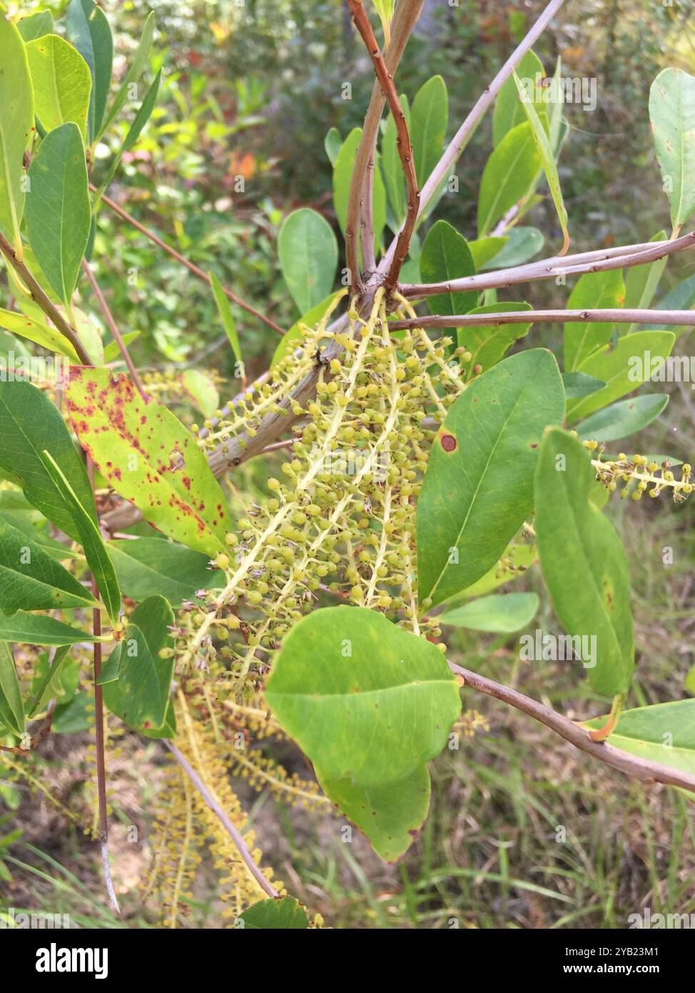 Swamp titi (Cyrilla racemiflora) Plantae Stock Photo - Alamy