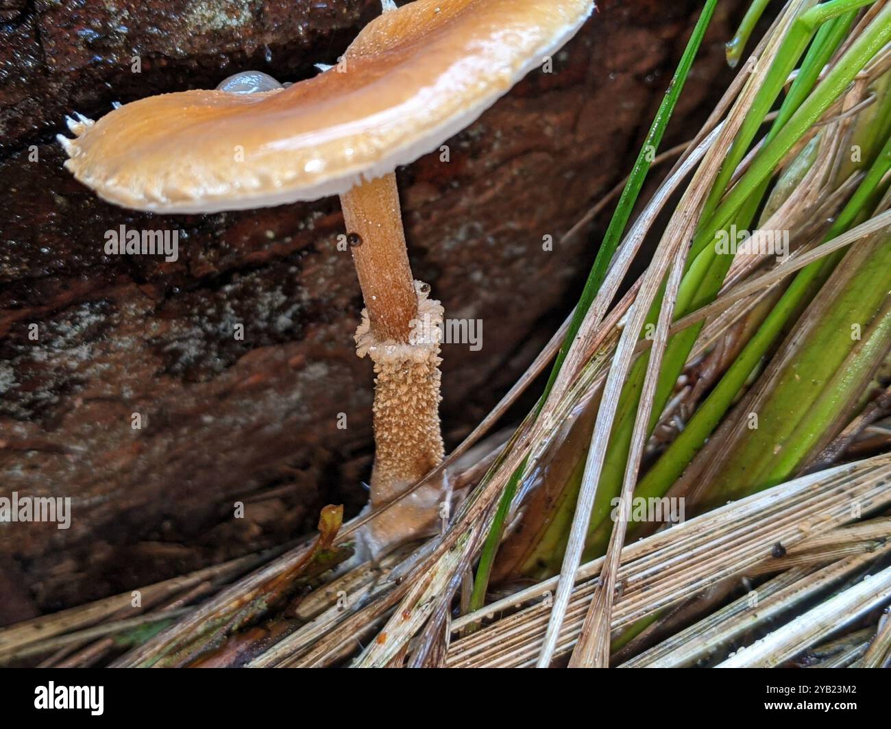 Powdercaps (Cystoderma) Fungi Stock Photo - Alamy
