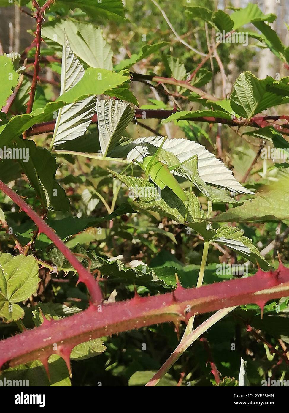 Sickle-bearing Bush-cricket (Phaneroptera falcata) Insecta Stock Photo ...