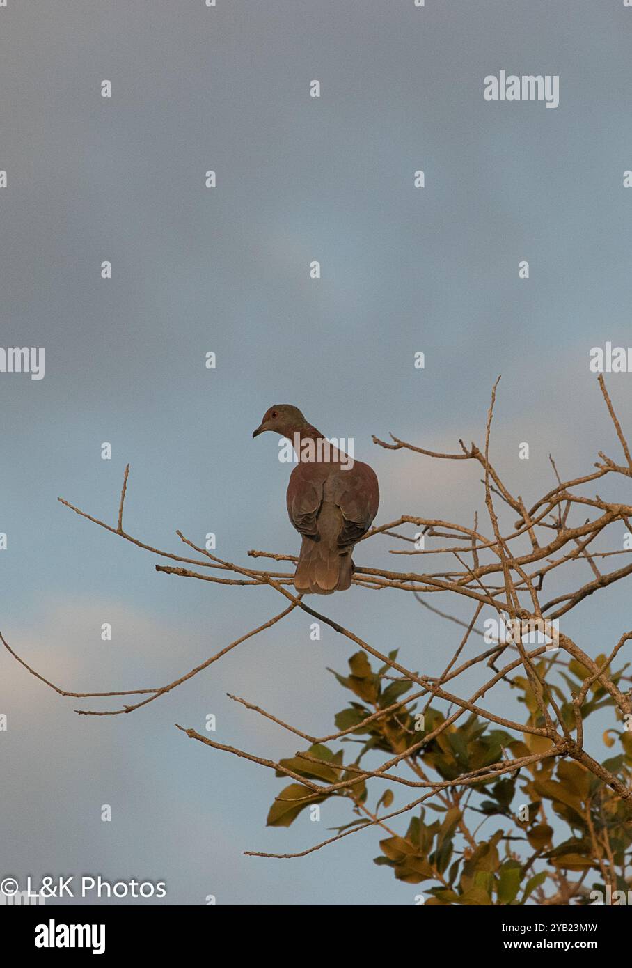 Pale-vented Pigeon (Patagioenas cayennensis) Aves Stock Photo - Alamy