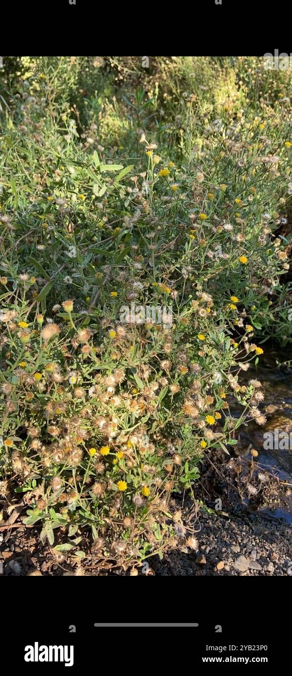 Spanish False Fleabane (Pulicaria paludosa) Plantae Stock Photo - Alamy