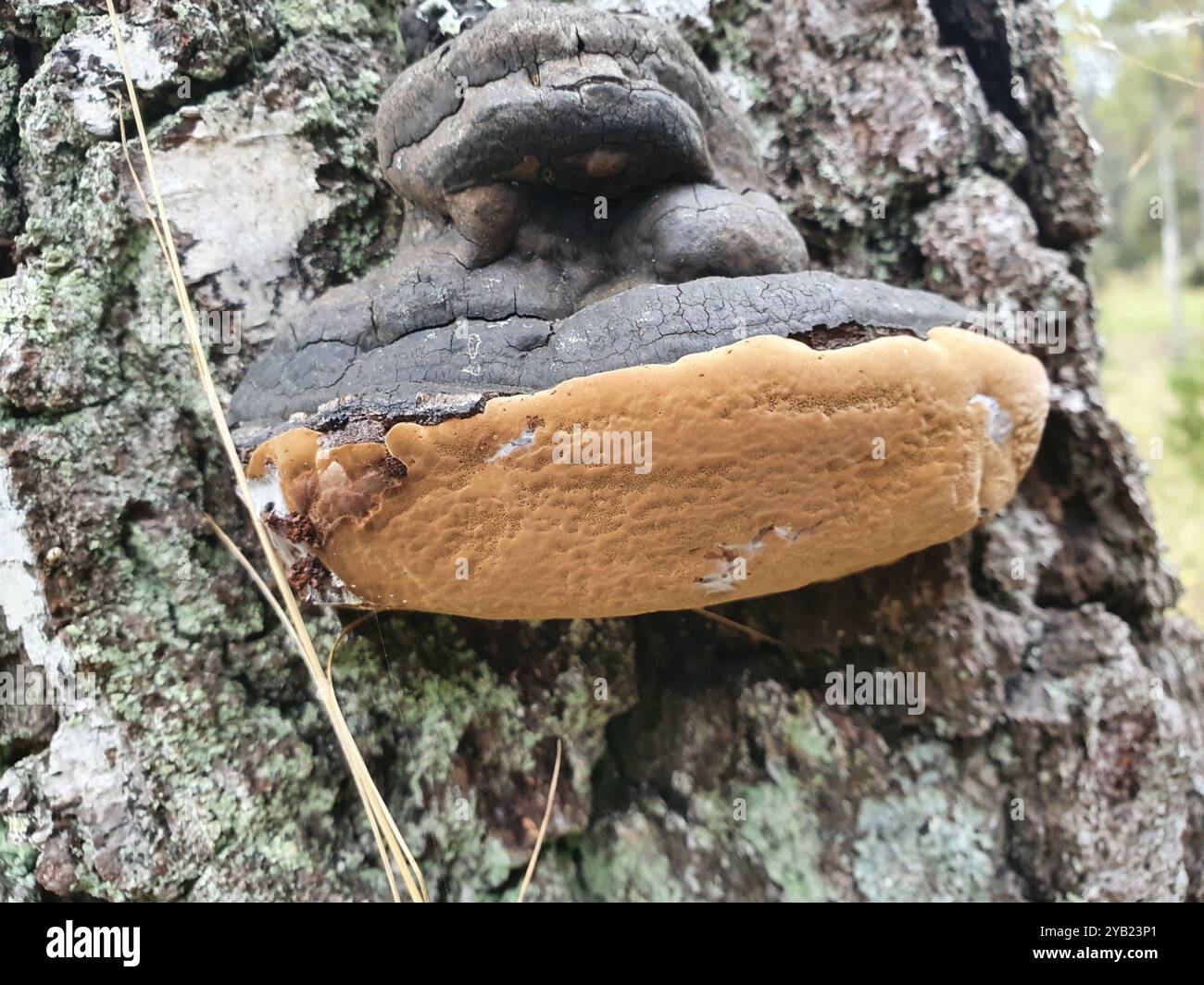 Willow Bracket (Phellinus igniarius) Fungi Stock Photo - Alamy