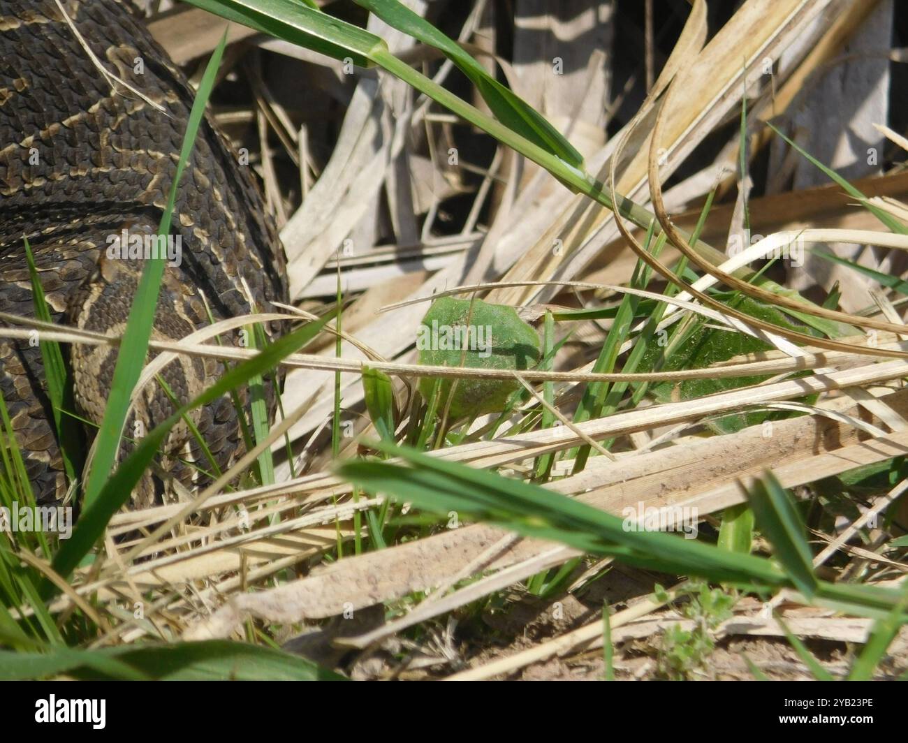 Urutu Lancehead (Bothrops alternatus) Reptilia Stock Photo - Alamy