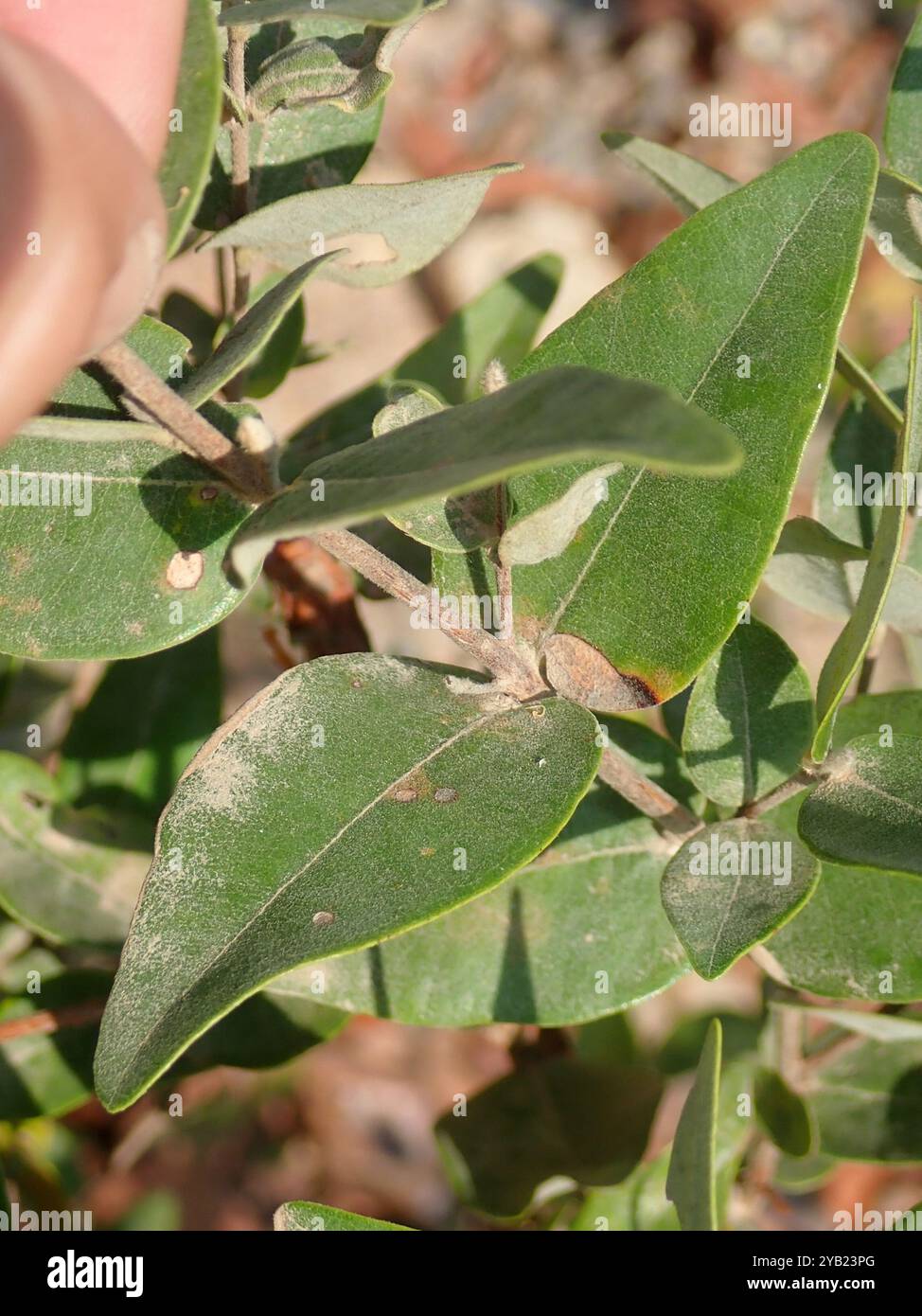myrtle family (Myrtaceae) Plantae Stock Photo - Alamy
