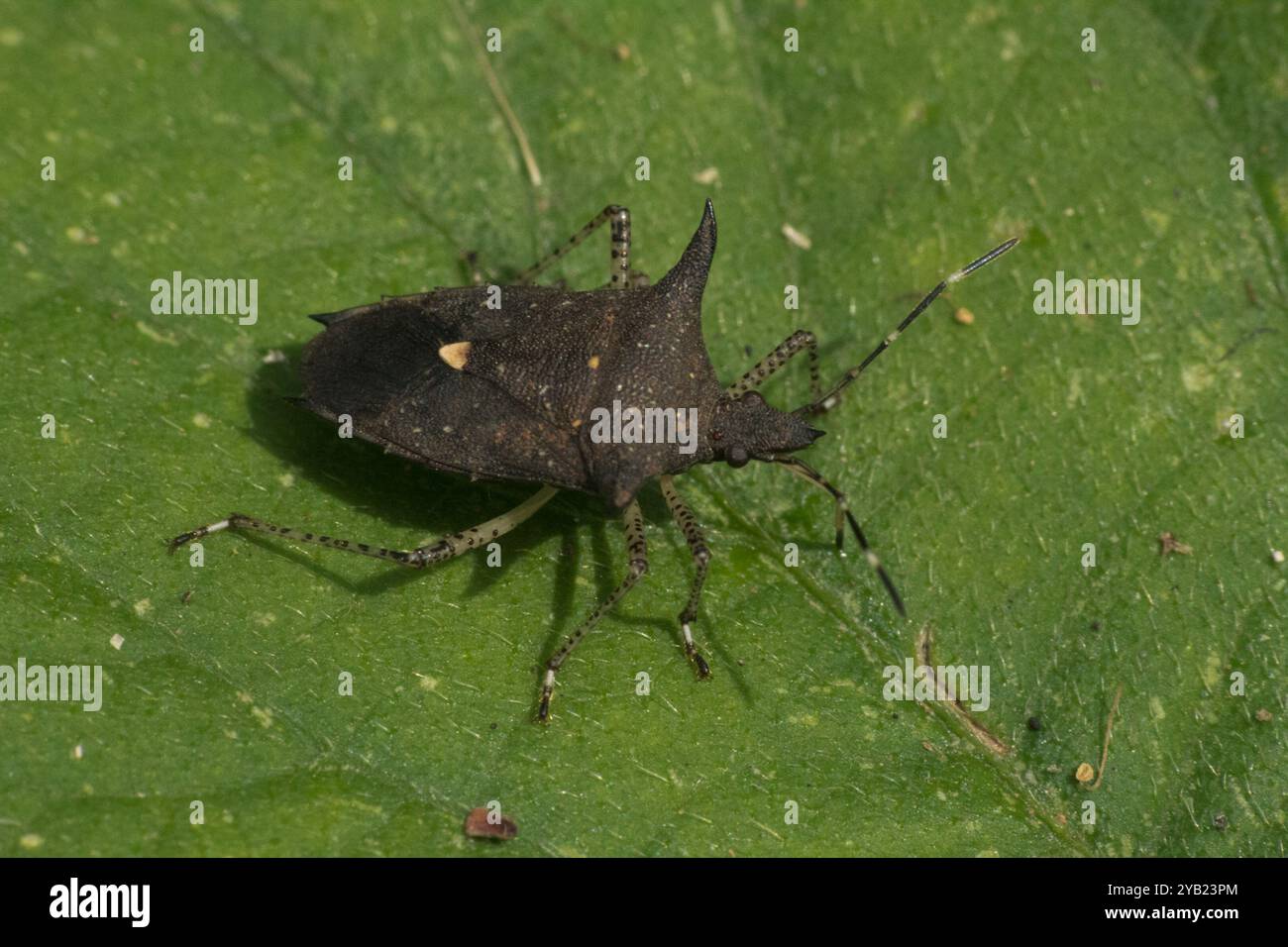 (Proxys albopunctulatus) Insecta Stock Photo - Alamy
