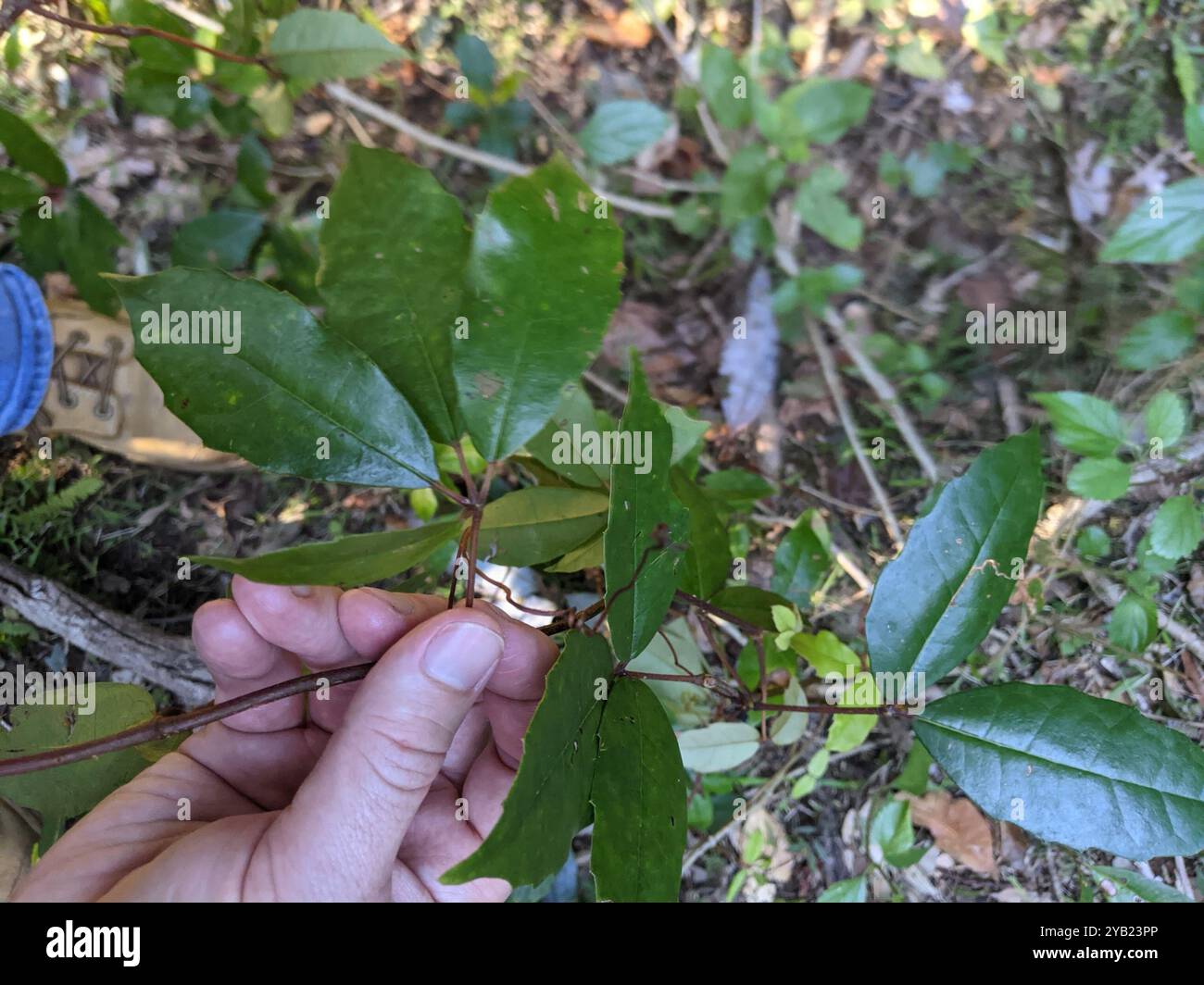 Five-Leaved Water Vine (Apocissus hypoglauca) Plantae Stock Photo - Alamy