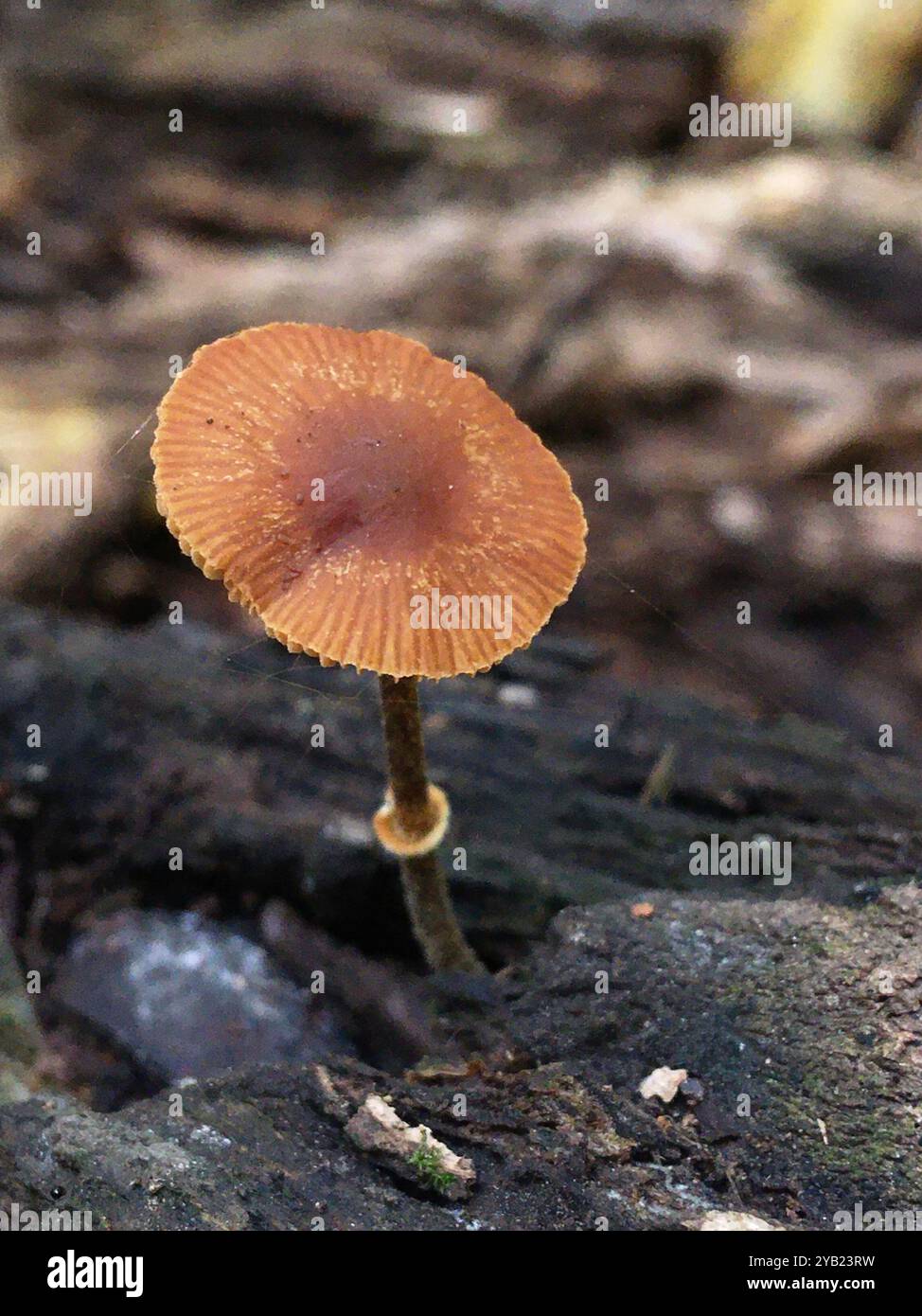Common Conecap (Pholiotina rugosa) Fungi Stock Photo - Alamy