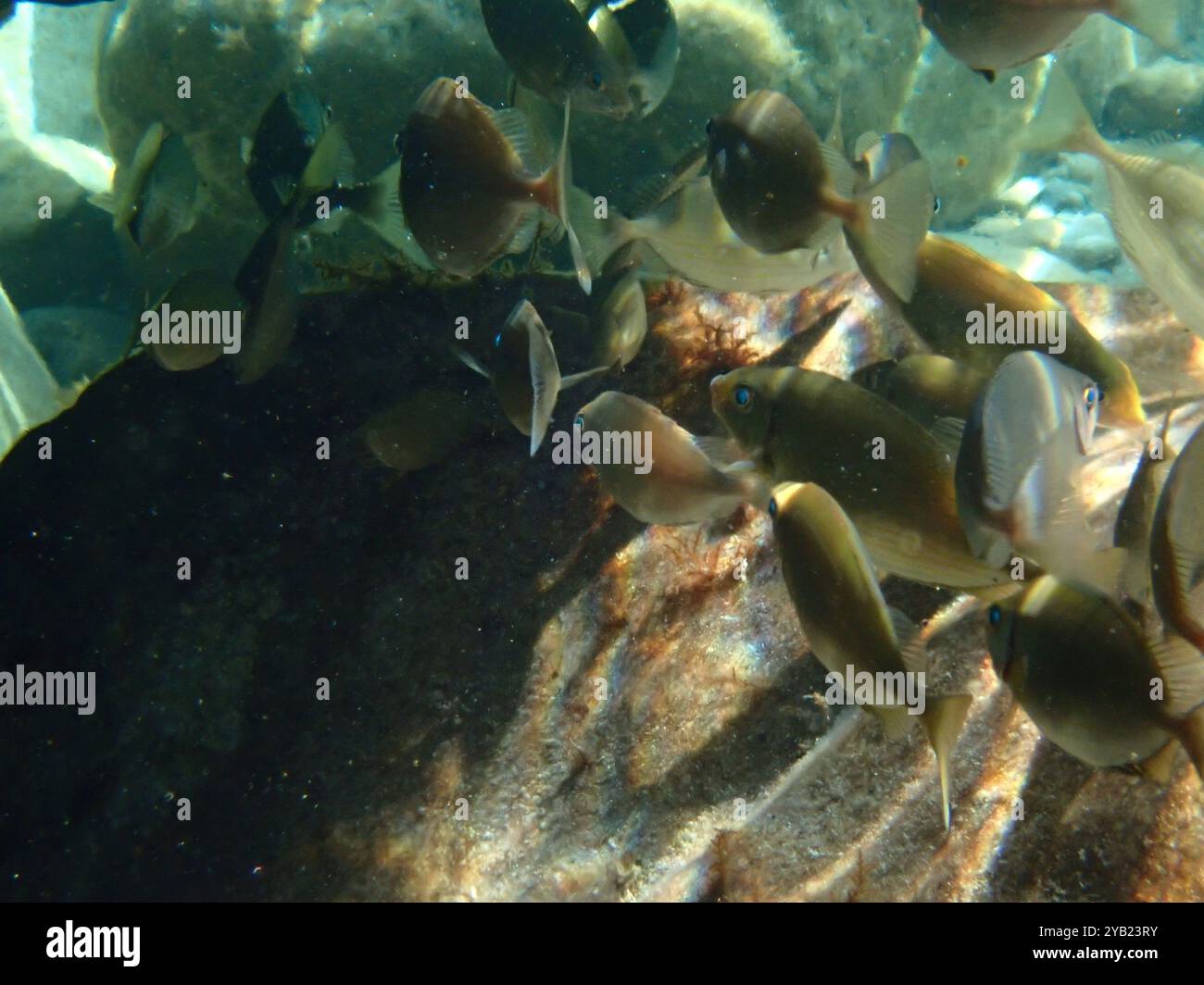 Rivulated Rabbitfish (Siganus rivulatus) Actinopterygii Stock Photo - Alamy