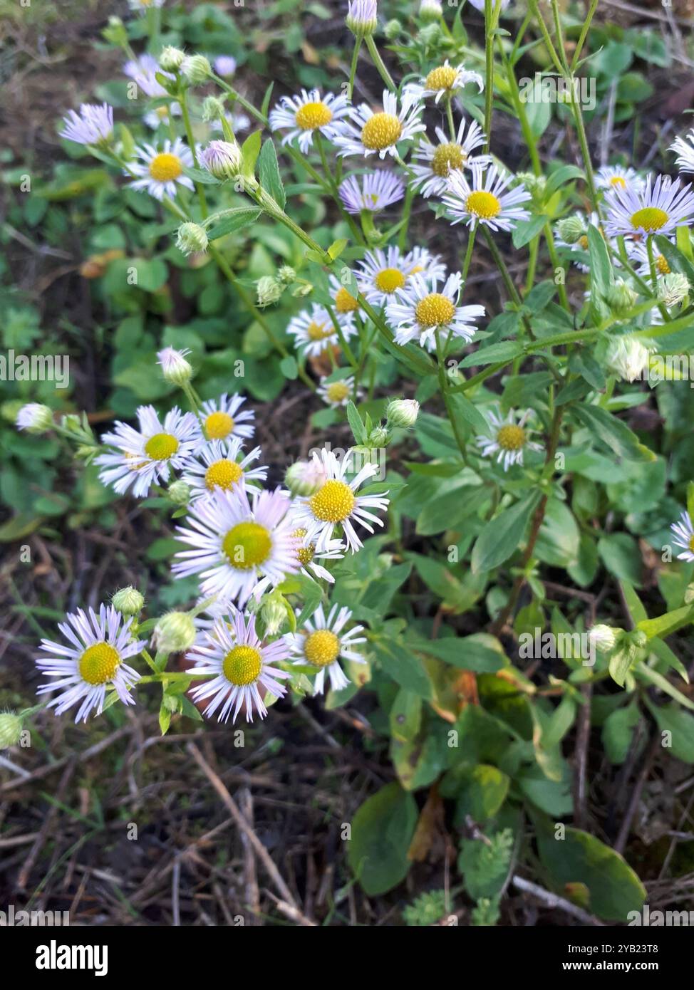 annual fleabane (Erigeron annuus) Plantae Stock Photo - Alamy