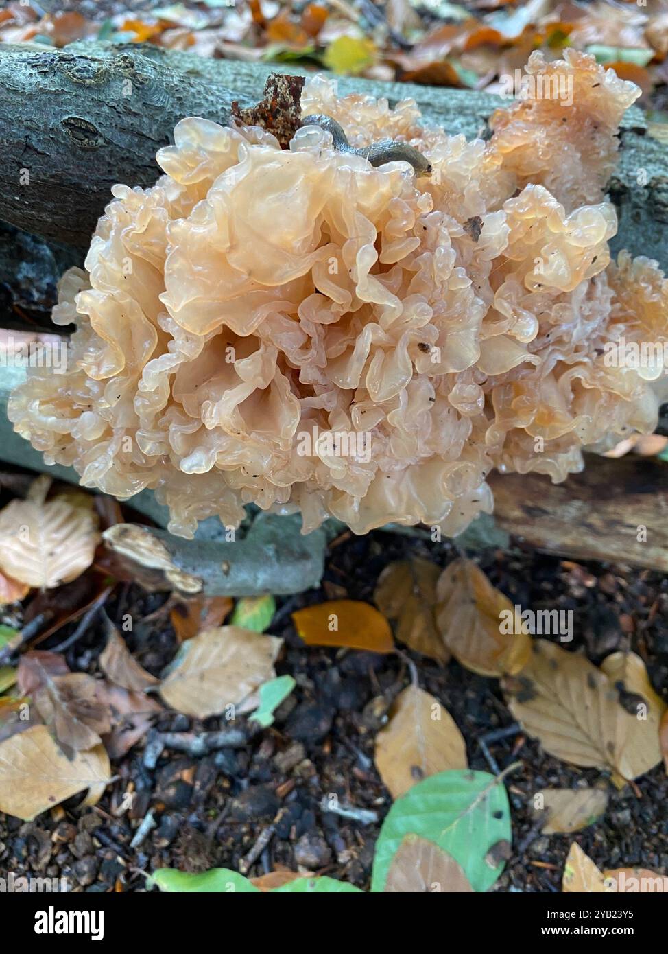 Leafy Brain (Phaeotremella foliacea) Fungi Stock Photo - Alamy
