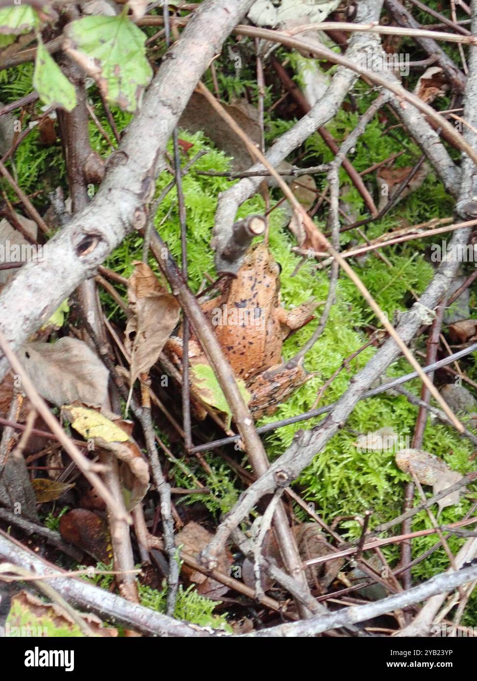 Northern Red-legged Frog (Rana aurora) Amphibia Stock Photo - Alamy