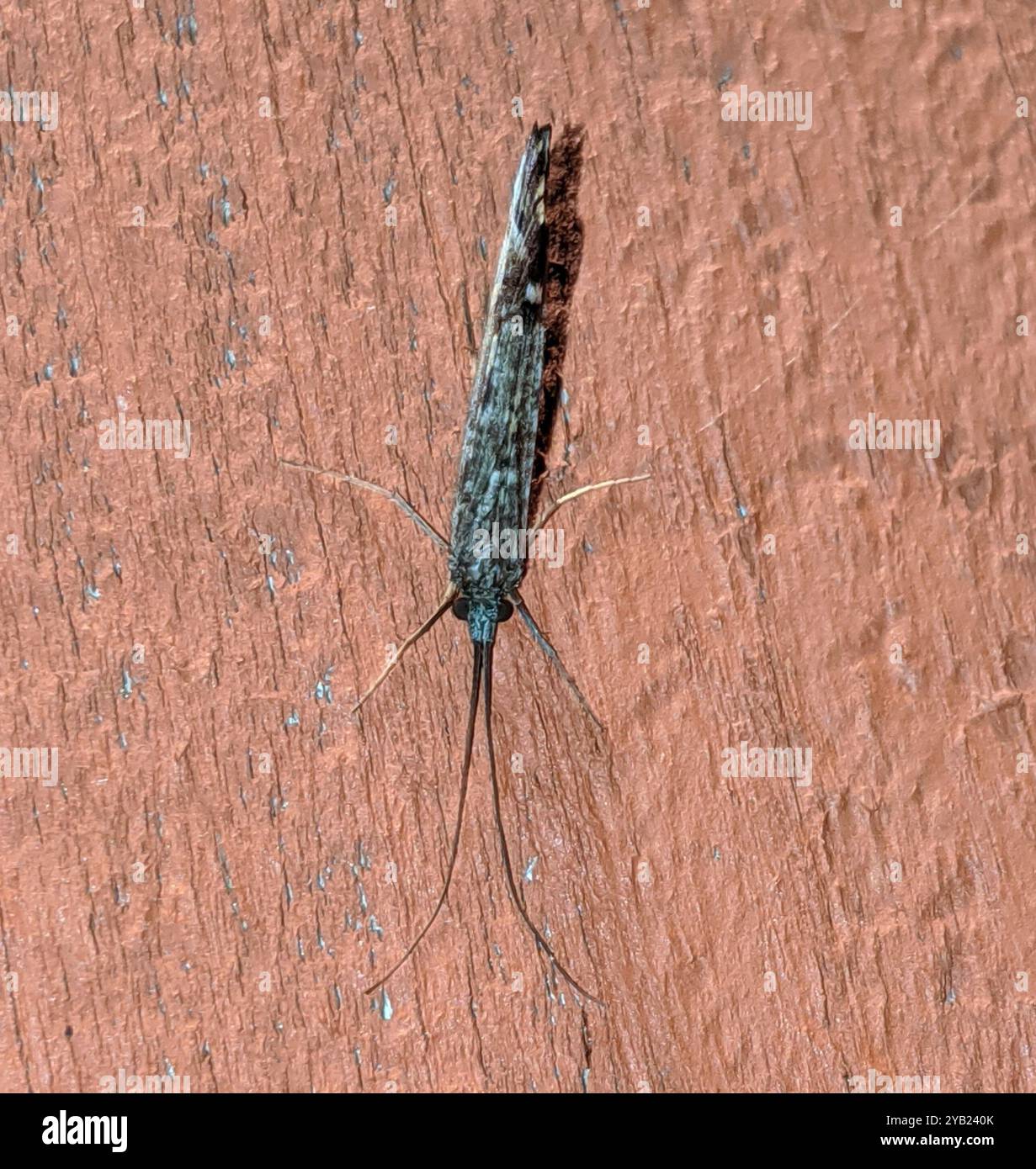 (Neophylax splendens) Insecta Stock Photo - Alamy