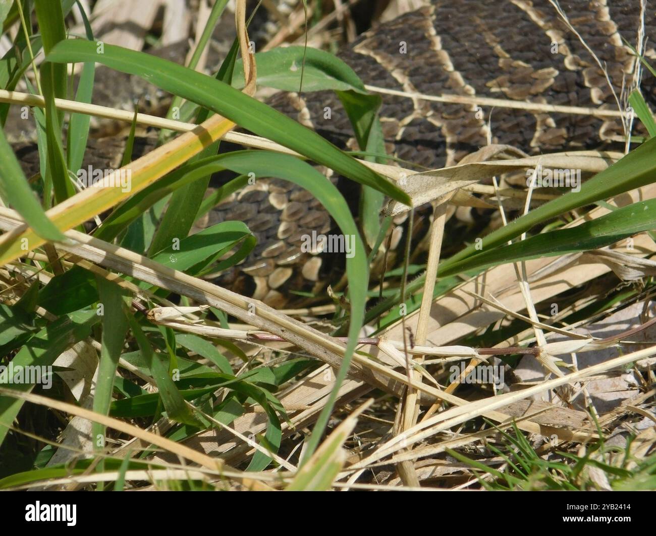 Urutu Lancehead (Bothrops alternatus) Reptilia Stock Photo - Alamy