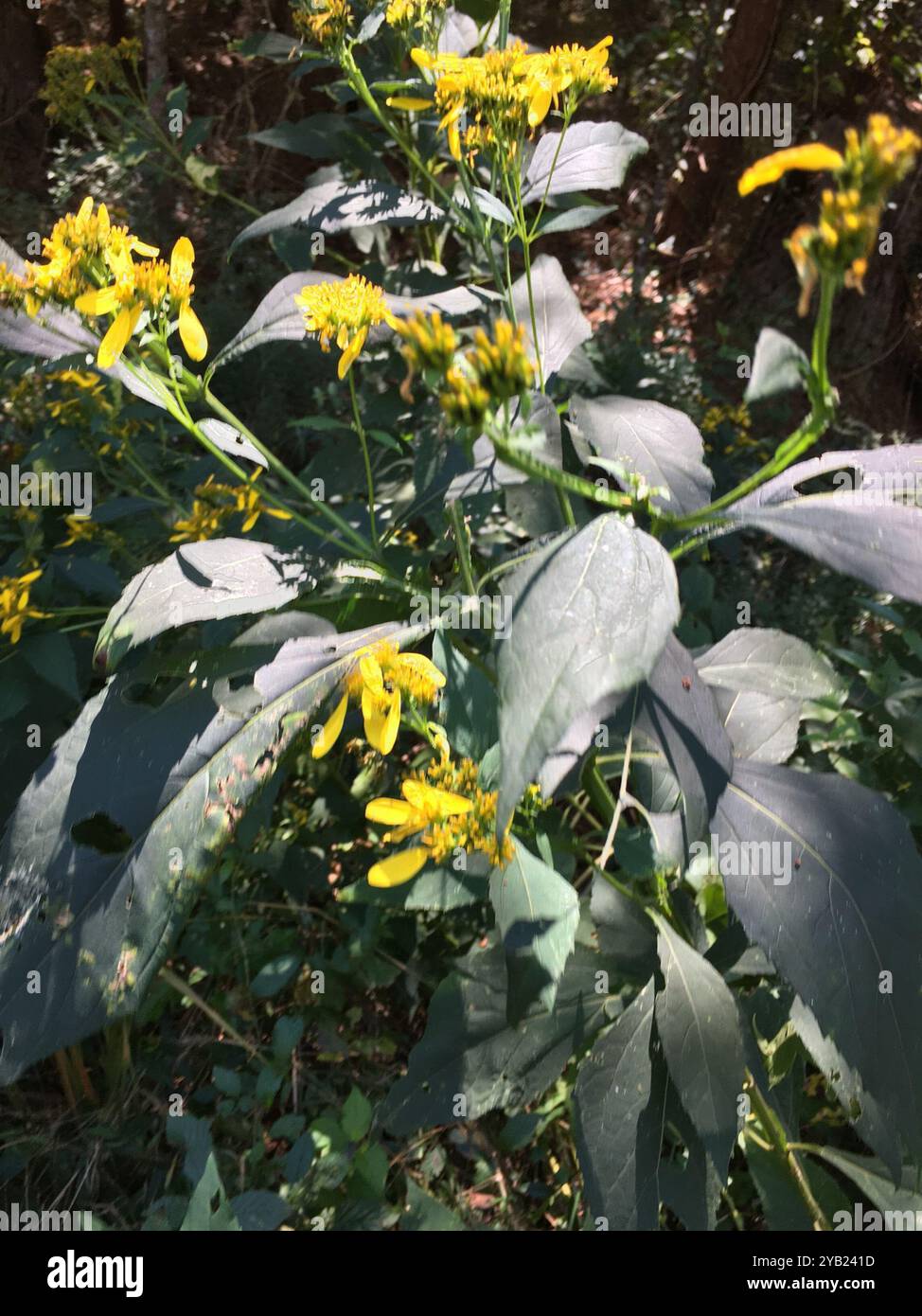 Yellow Crownbeard (Verbesina occidentalis) Plantae Stock Photo - Alamy