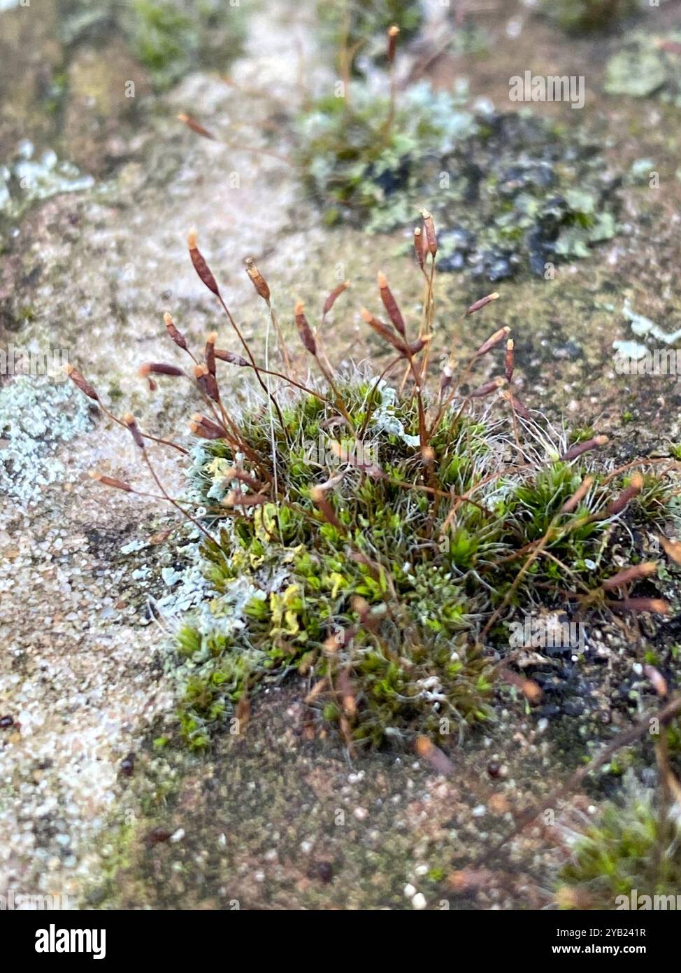 Wall Screw-moss (Tortula muralis) Plantae Stock Photo - Alamy