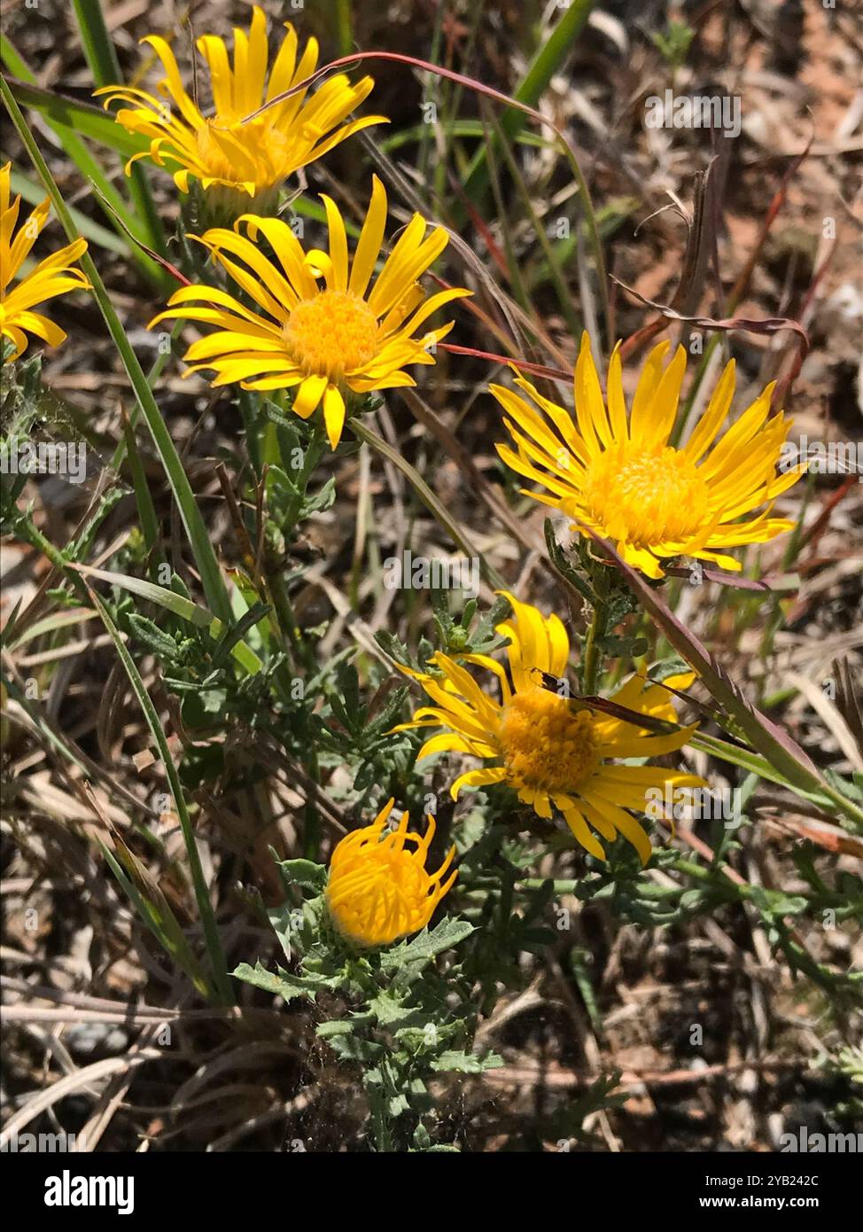 asters and allies (Astereae) Plantae Stock Photo - Alamy