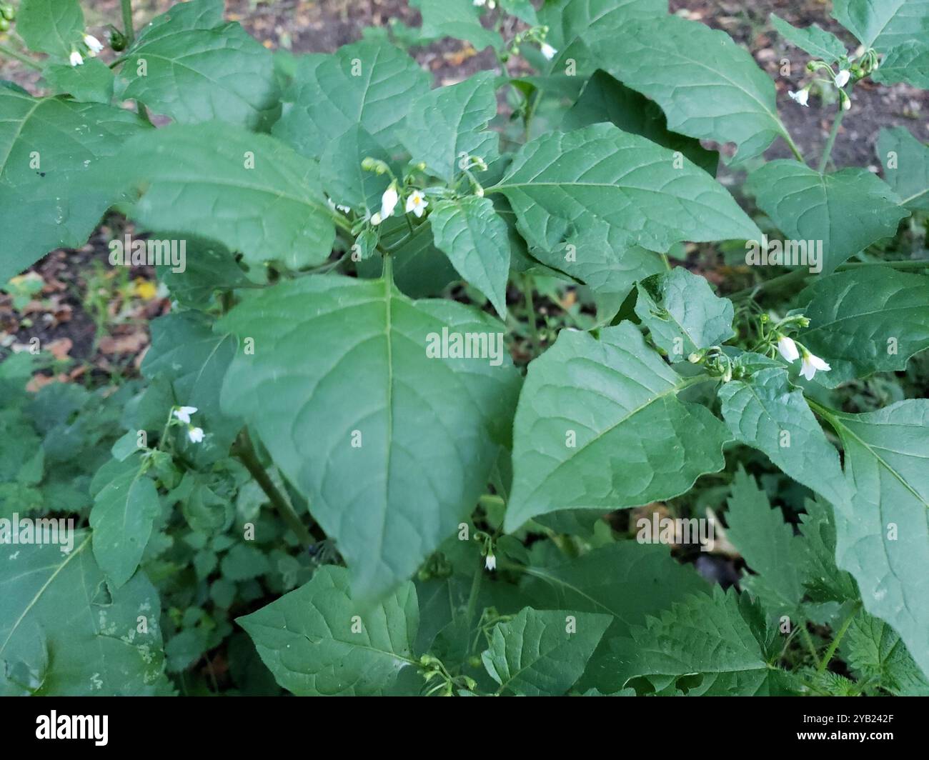 nightshades (Solanum) Plantae Stock Photo - Alamy