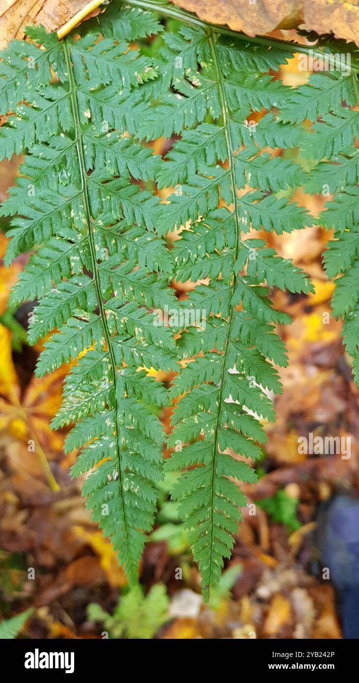broad buckler-fern (Dryopteris dilatata) Plantae Stock Photo - Alamy