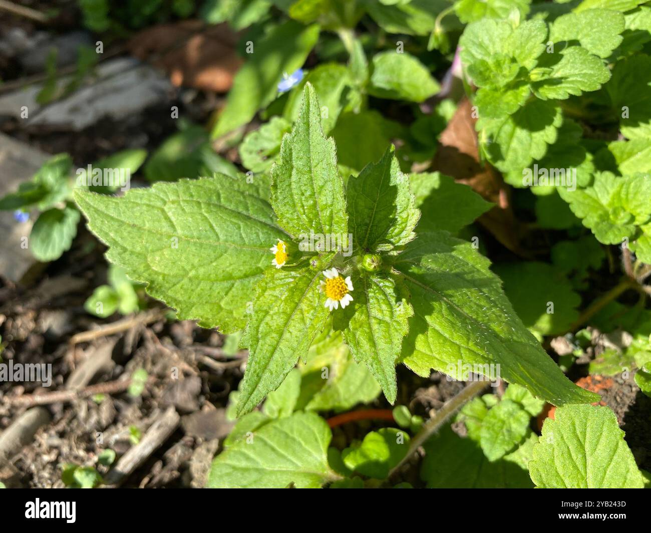 shaggy soldier (Galinsoga quadriradiata) Plantae Stock Photo - Alamy