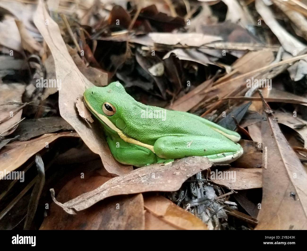 Green Treefrog (Hyla cinerea) Amphibia Stock Photo - Alamy