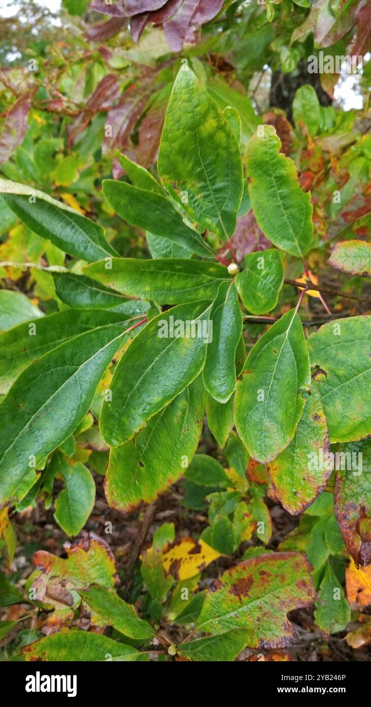 swamp azalea (Rhododendron viscosum) Plantae Stock Photo - Alamy